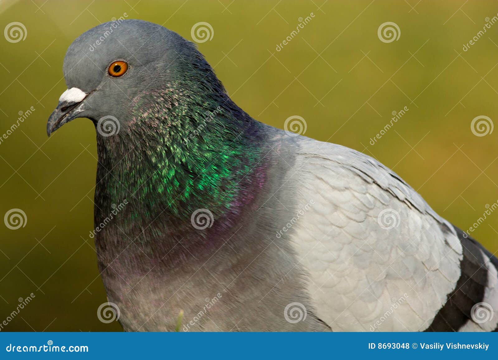 Columba livia, Rock Dove stock photo. Image of shiny, dove - 8693048