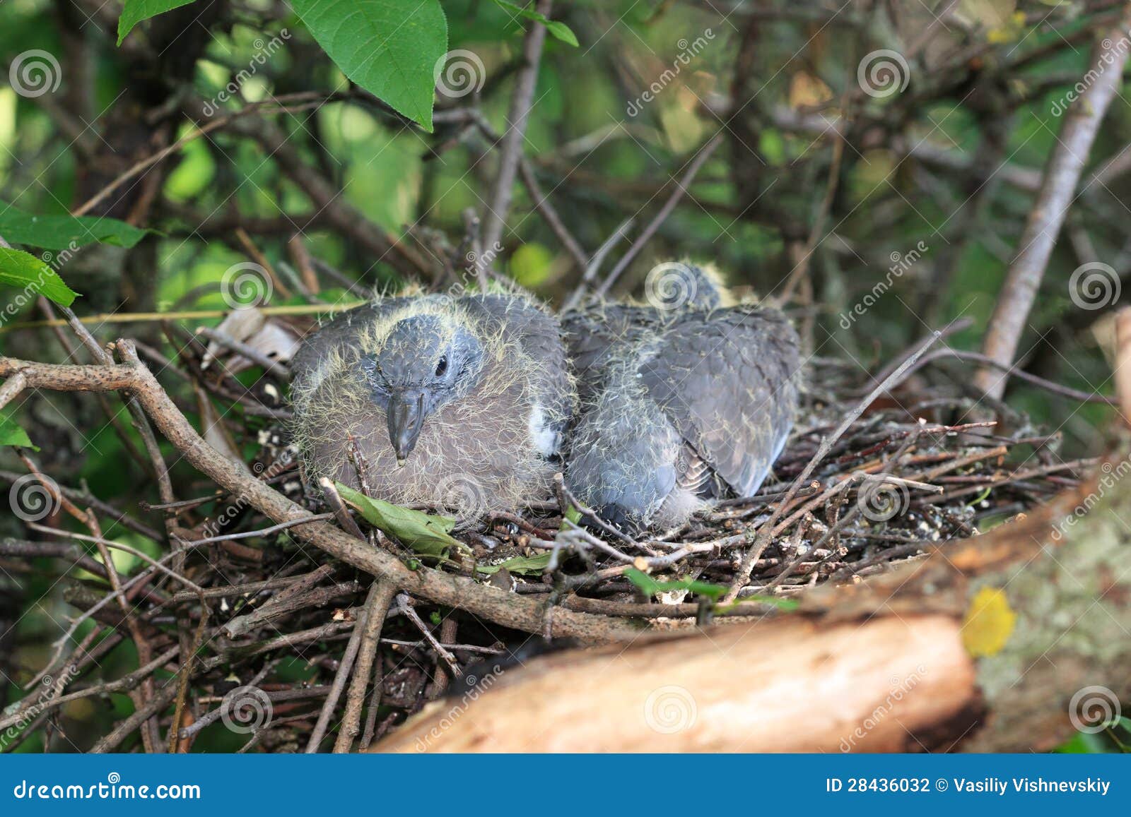 Columbapalumbus, Skogsduva. Arkivfoto - Bild av natur, nybörjare: 28436032