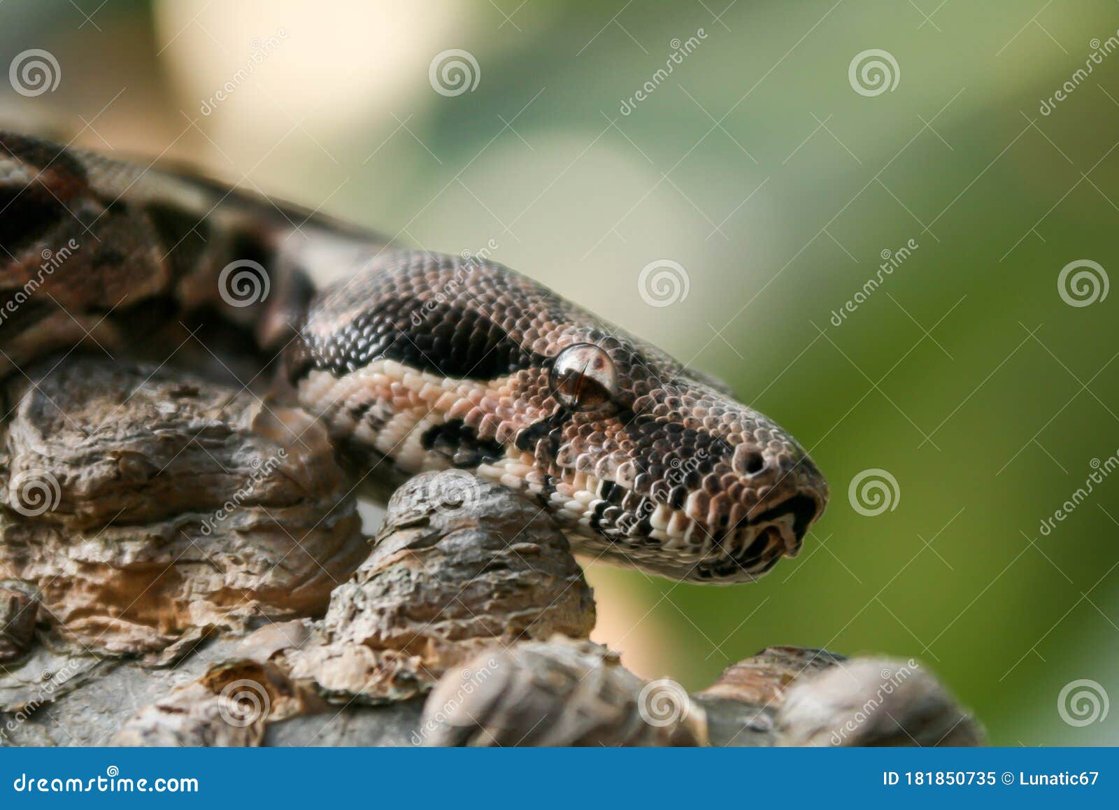 Columbia Boa Constrictor on a Tree Branch Stock Image - Image of ...