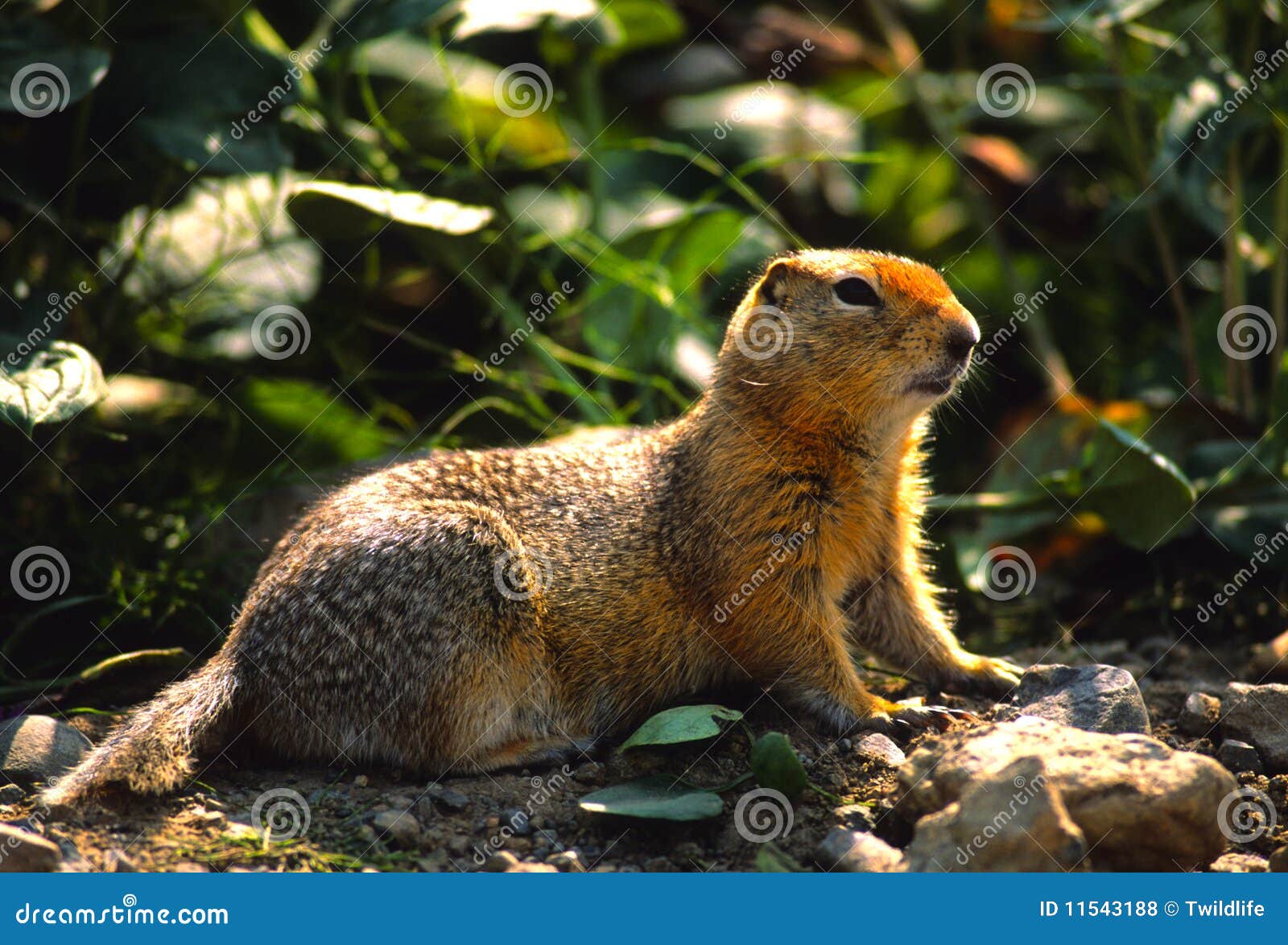 Columbia Ground Squirrel stock photo. Image of grass - 11543188