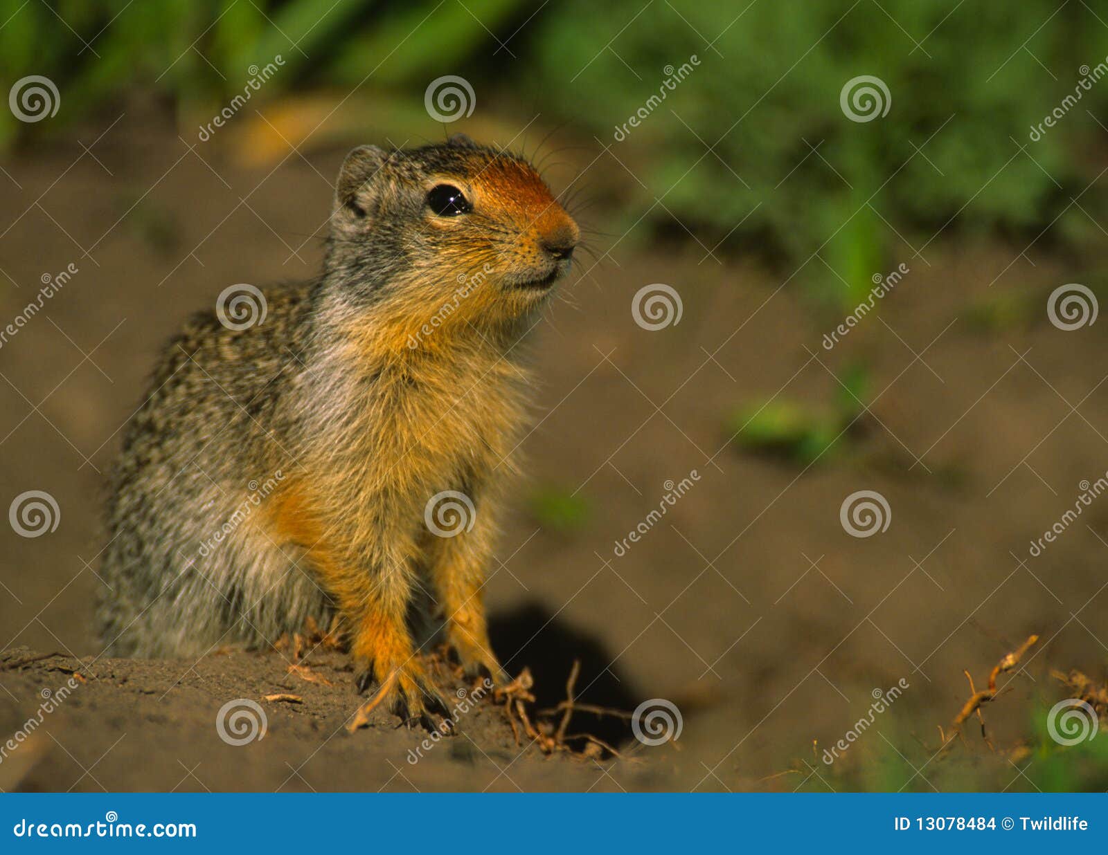 Columbia Ground Squirrel stock photo. Image of nature - 13078484