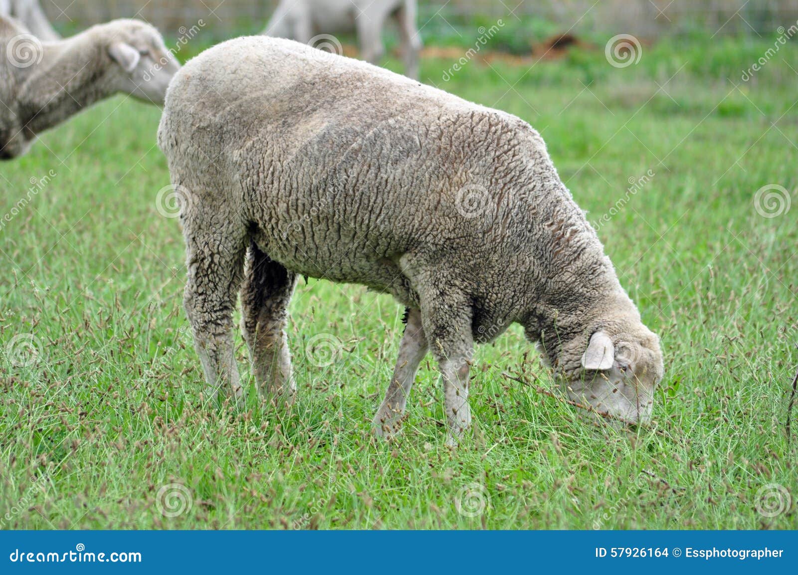 Columbia Sheep stock photo. Image of wool, pets, ewes - 57926164
