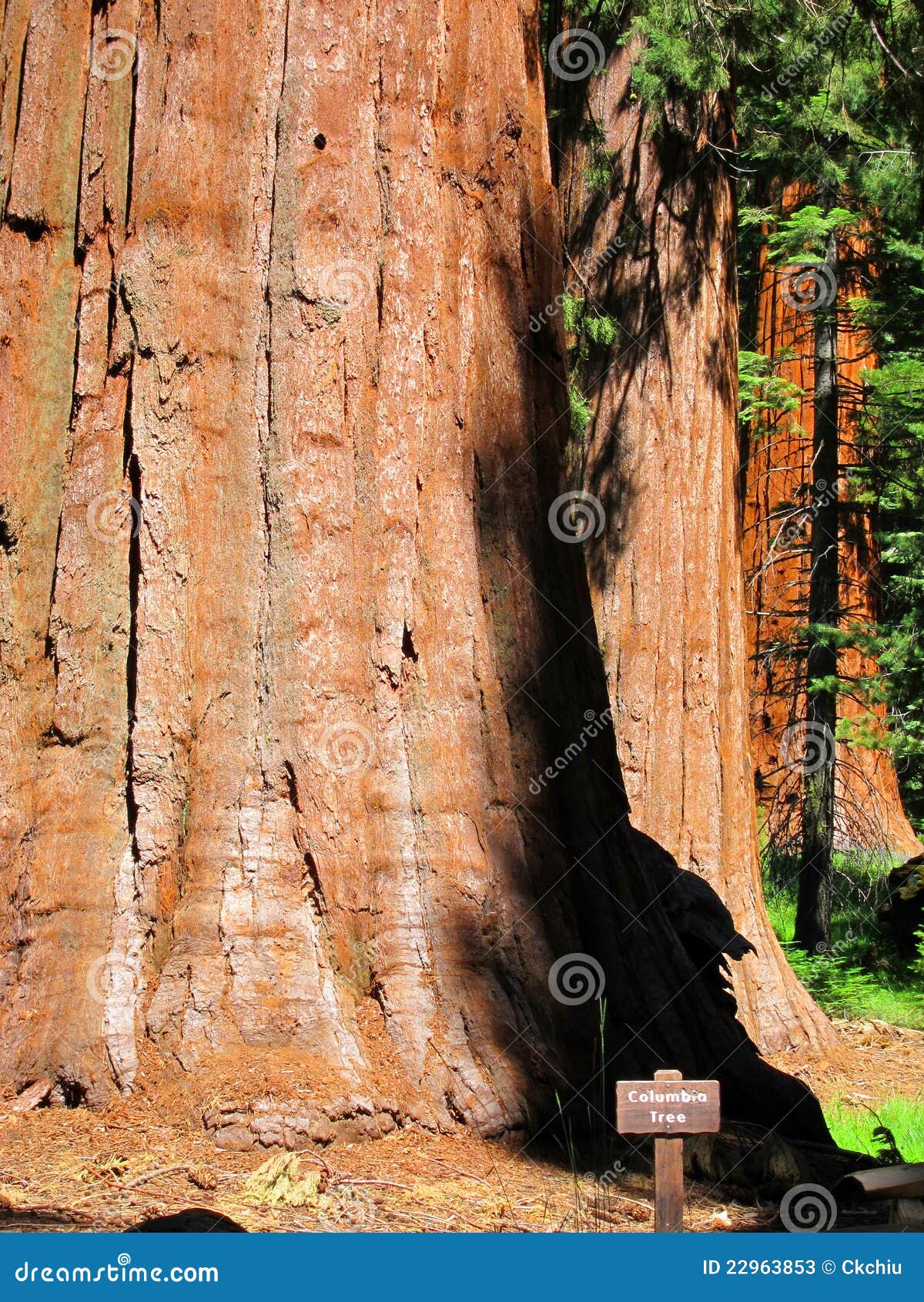 Columbia Tree, Yosemite Park, USA Stock Image - Image of preservation ...