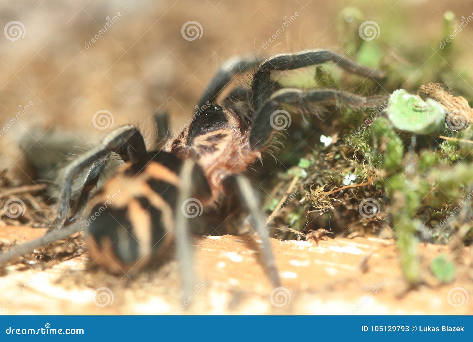 Dwarf Tarantula Stock Photos - Free & Royalty-Free Stock Photos from ...