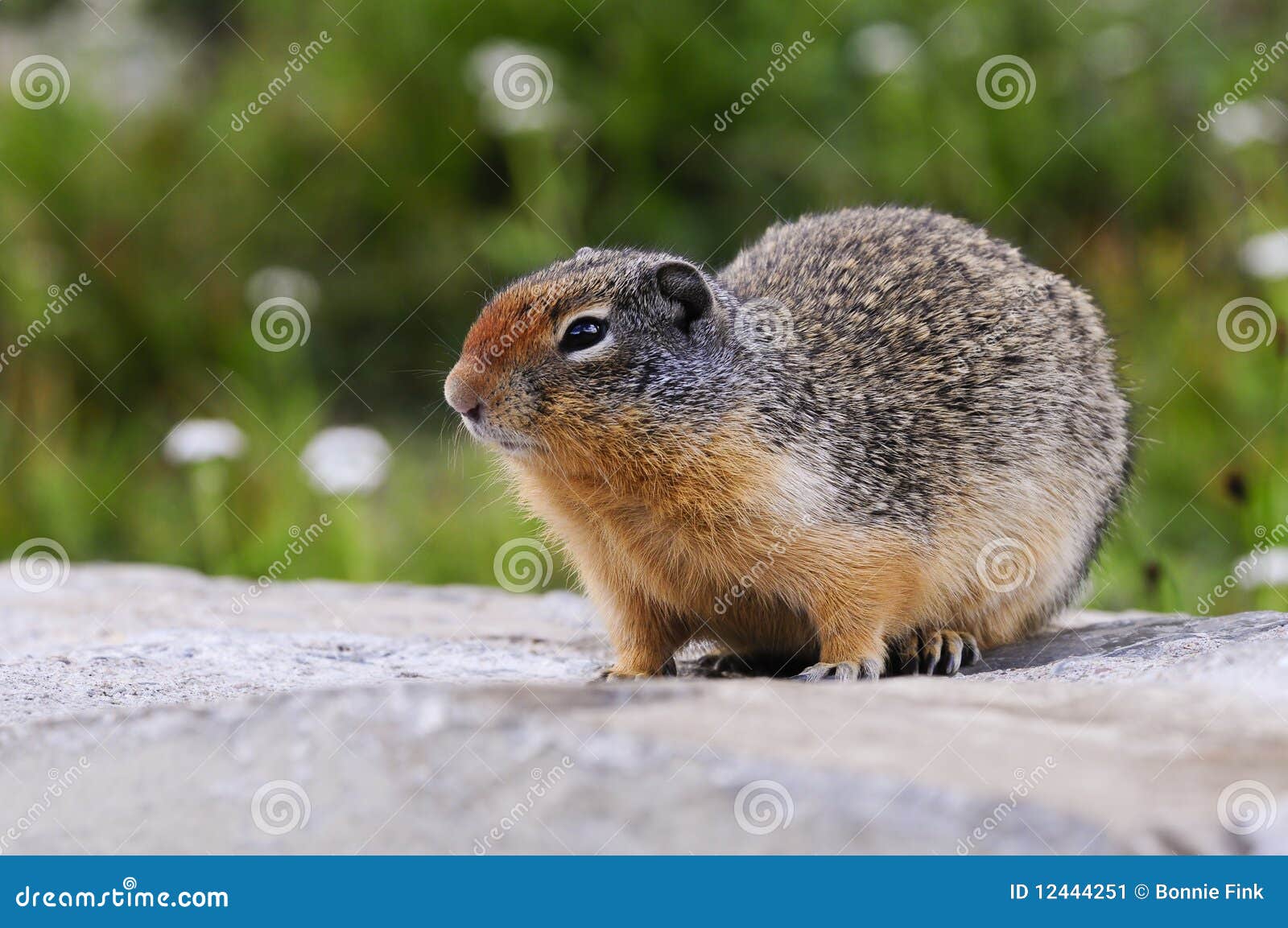 Columbian Ground Squirrel stock image. Image of spermophilus - 12444251