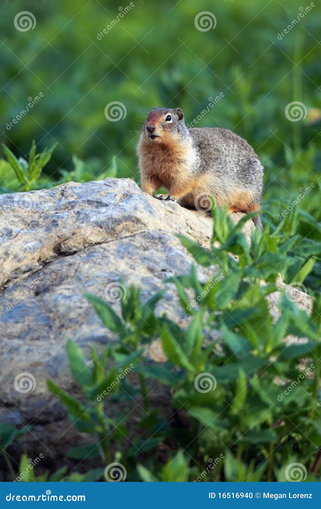 Columbian Ground Squirrel stock photo. Image of ground - 16516940