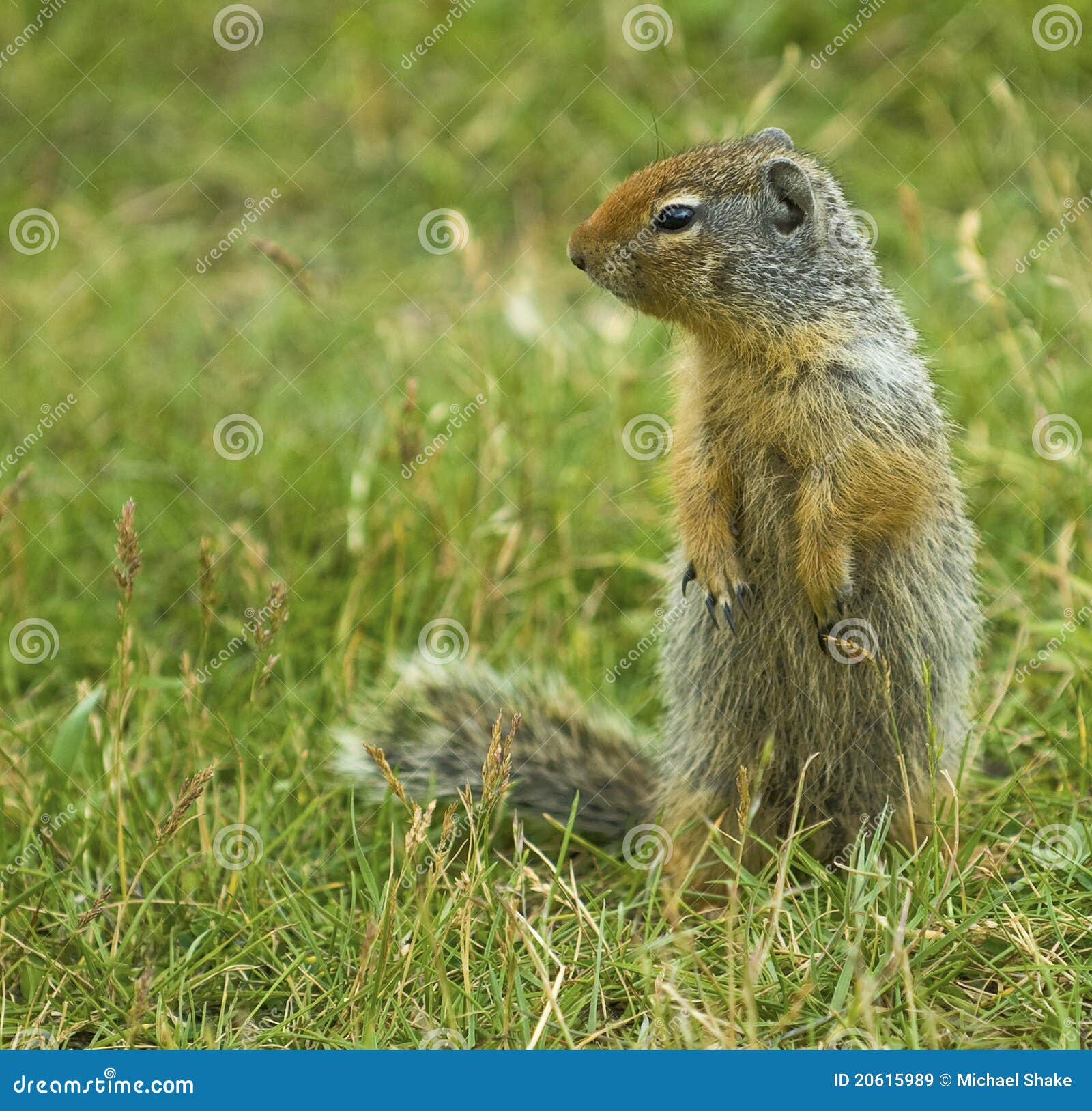 Columbian Ground Squirrel stock image. Image of cute - 20615989