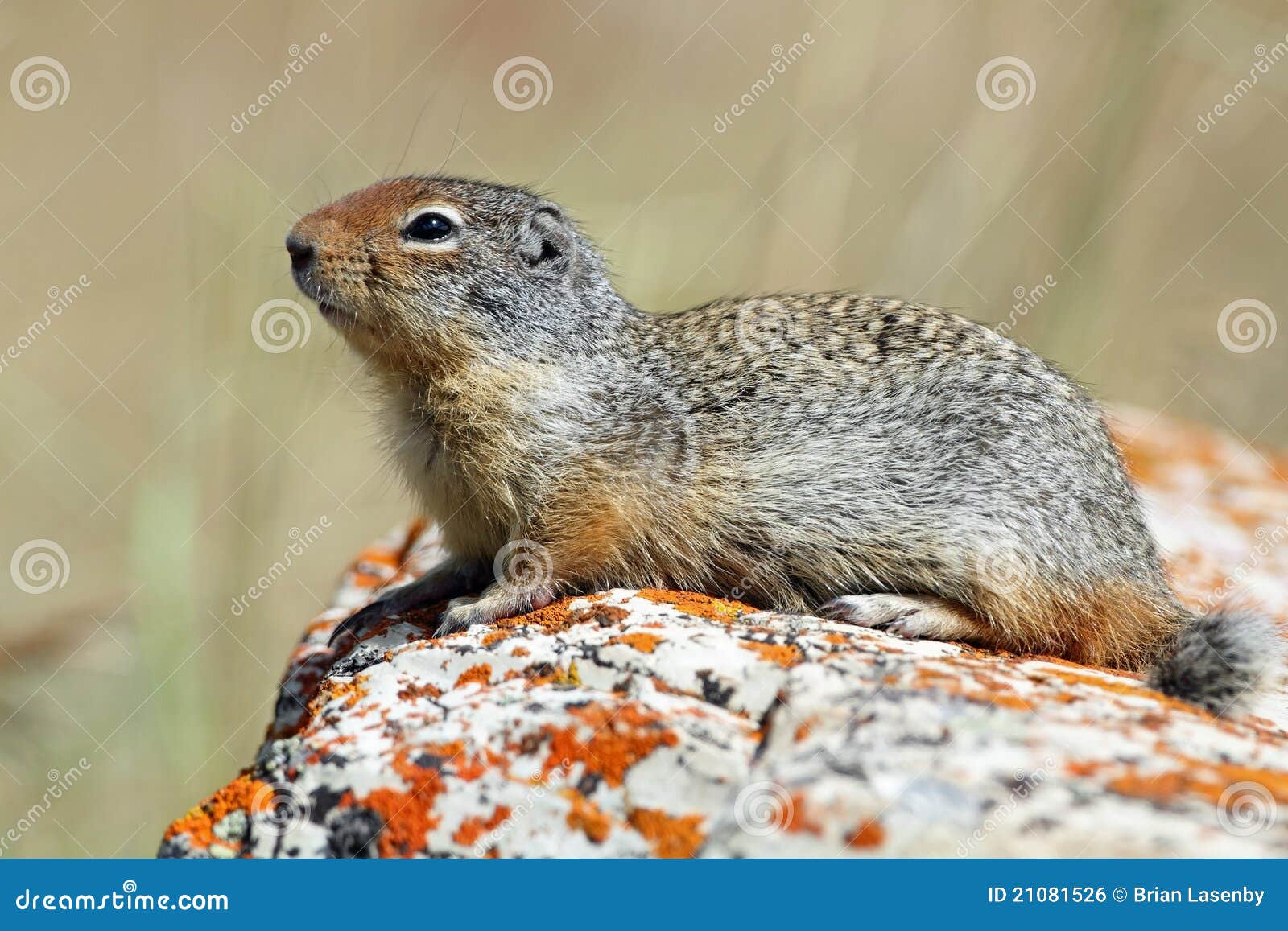 Columbian Ground Squirrel stock photo. Image of squirrel - 21081526