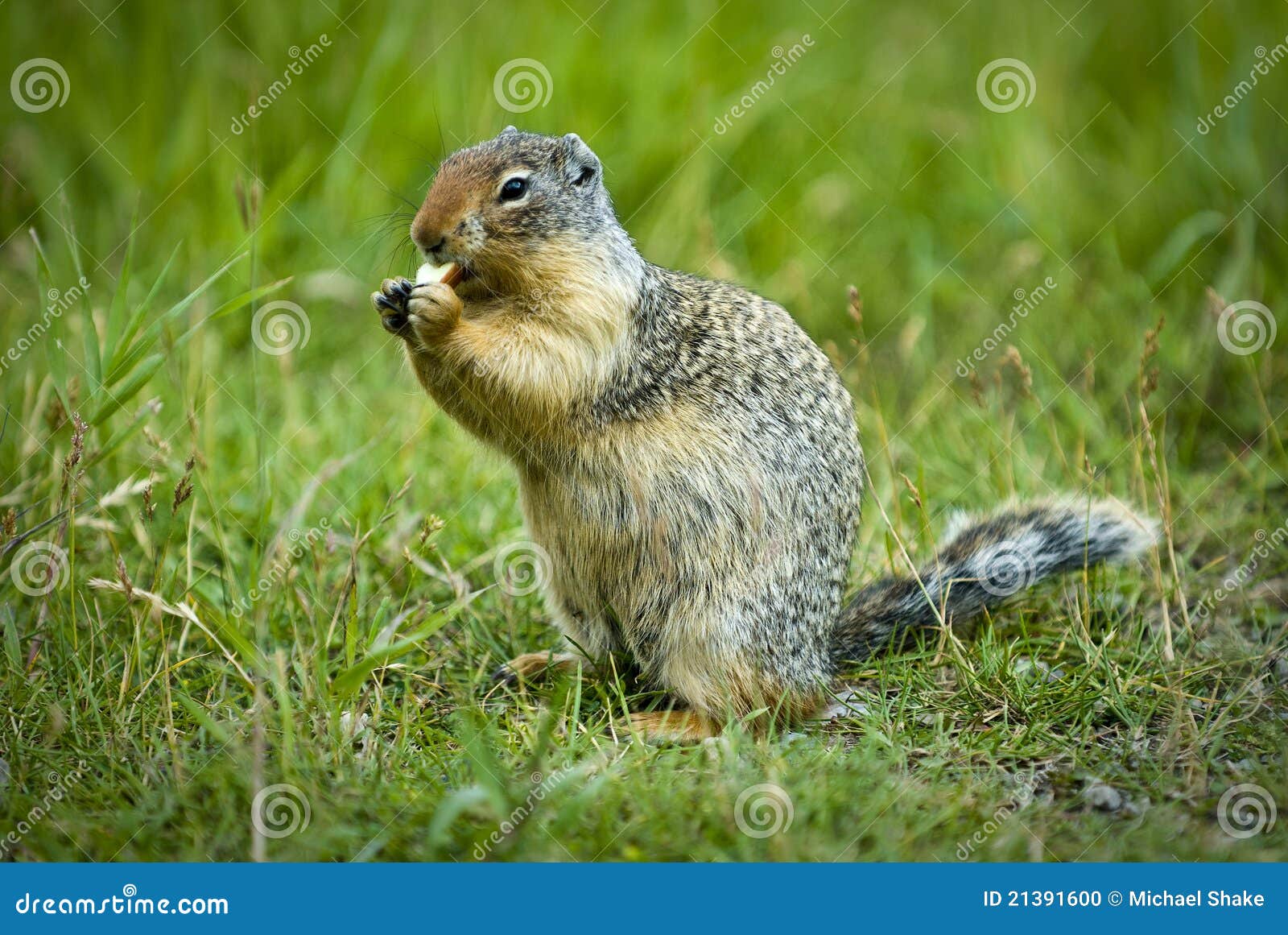 Columbian Ground Squirrel stock photo. Image of rocky - 21391600
