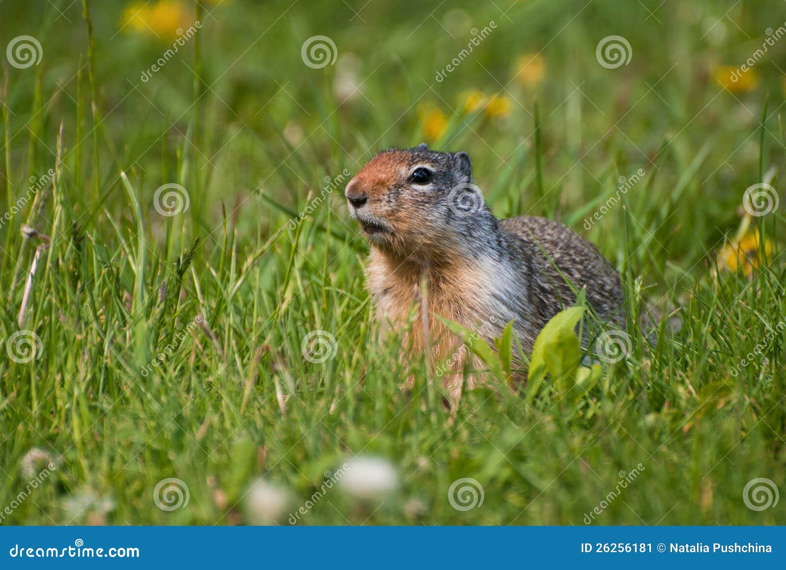 Columbian Ground Squirrel stock image. Image of hamster - 26256181