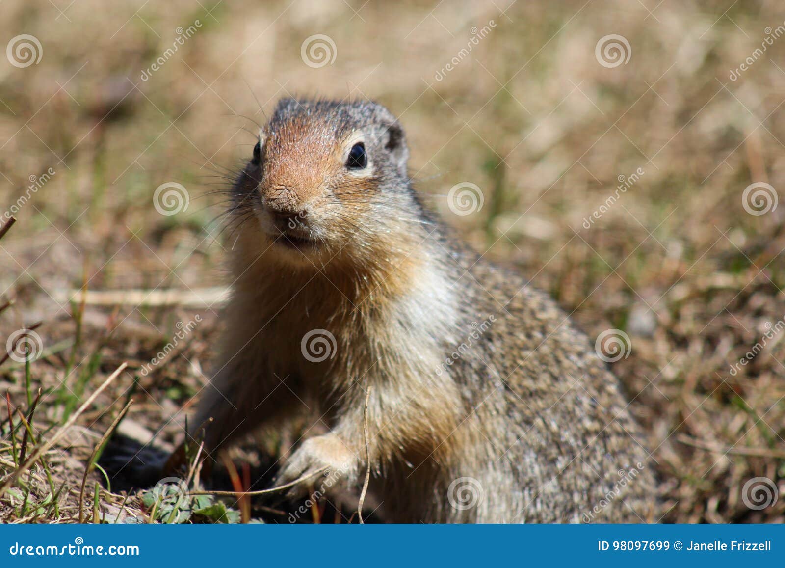 Columbian Ground Squirrel stock image. Image of outdoor - 98097699