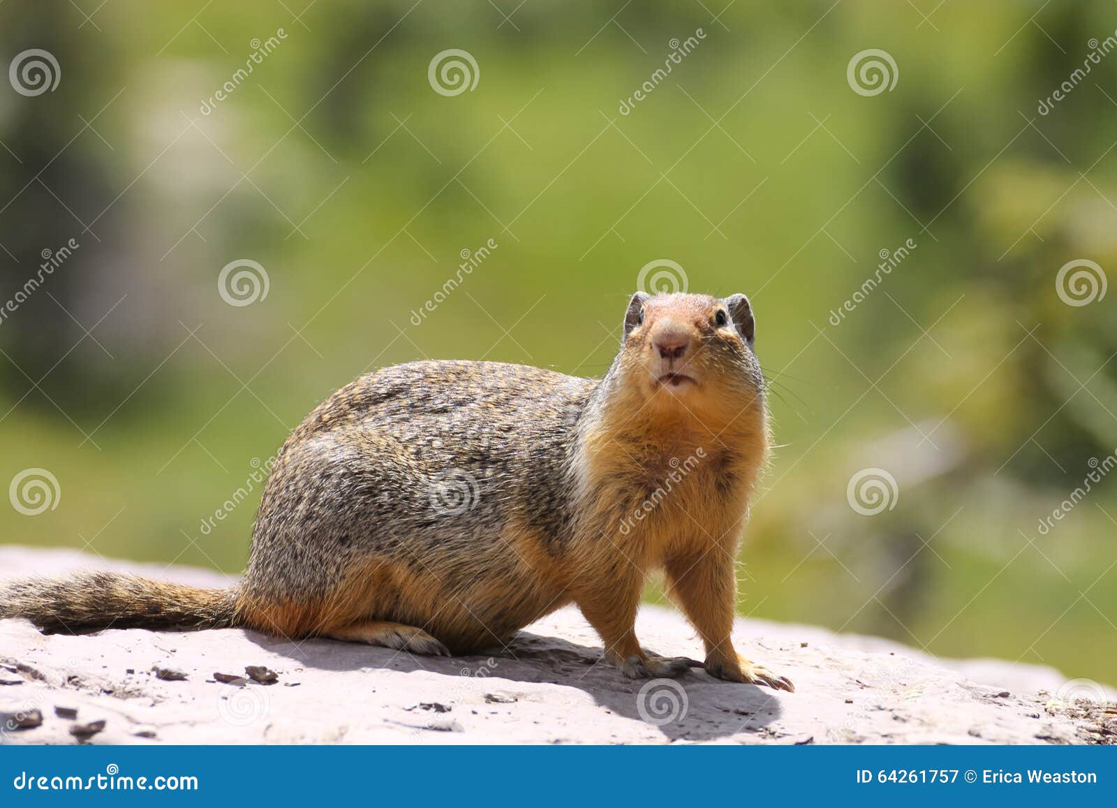 Columbian Ground Squirrel stock image. Image of mountains - 64261757