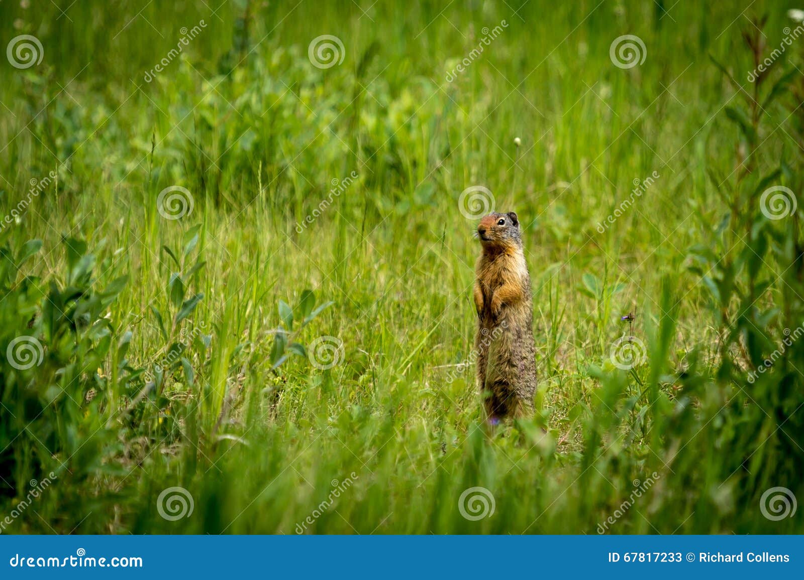 Colombian ground squirrel stock image. Image of squirrel - 67817233