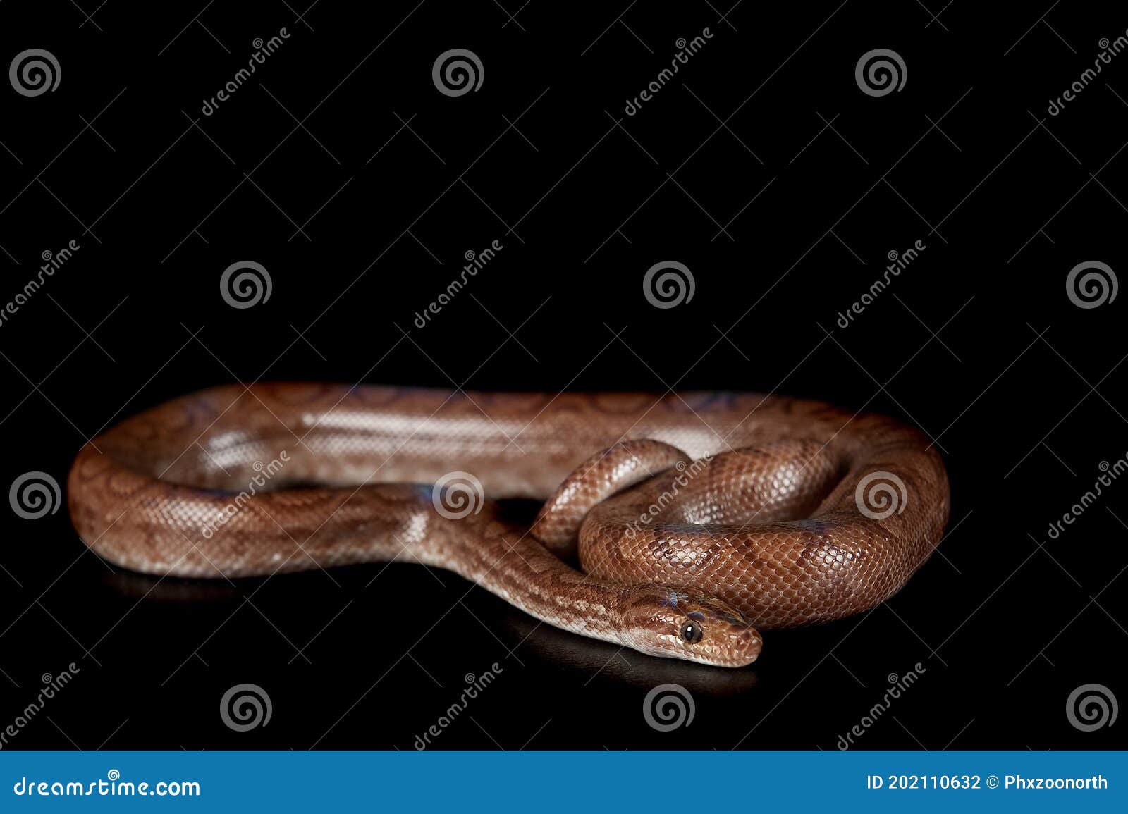 Columbian Rainbow Boa Isolated on Black Stock Photo - Image of cold ...