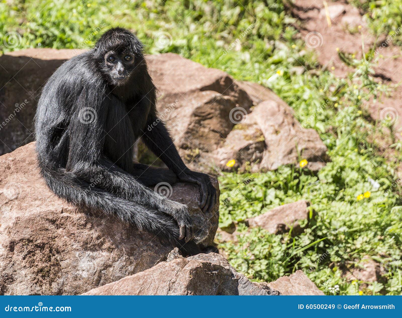 Columbian Spider Monkey stock image. Image of nature - 60500249