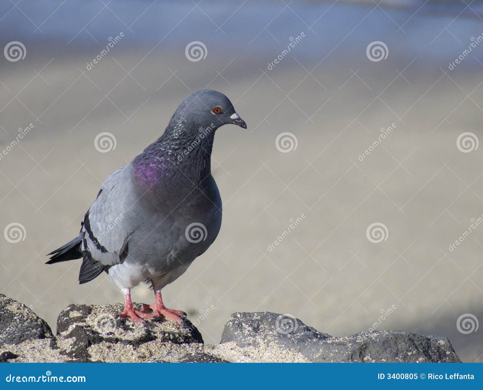Columbidae stock image. Image of rock, livia, sandy, columbidae - 3400805