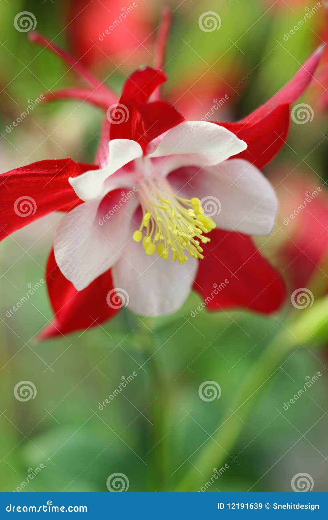 COLUMBINE FLOWER stock image. Image of wildflower, blooming - 12191639