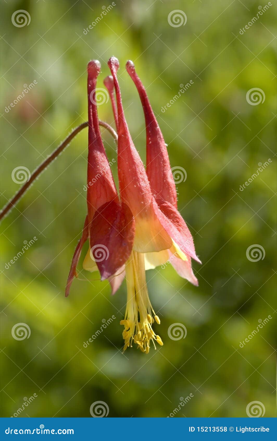 Columbine Flower stock photo. Image of outside, green - 15213558