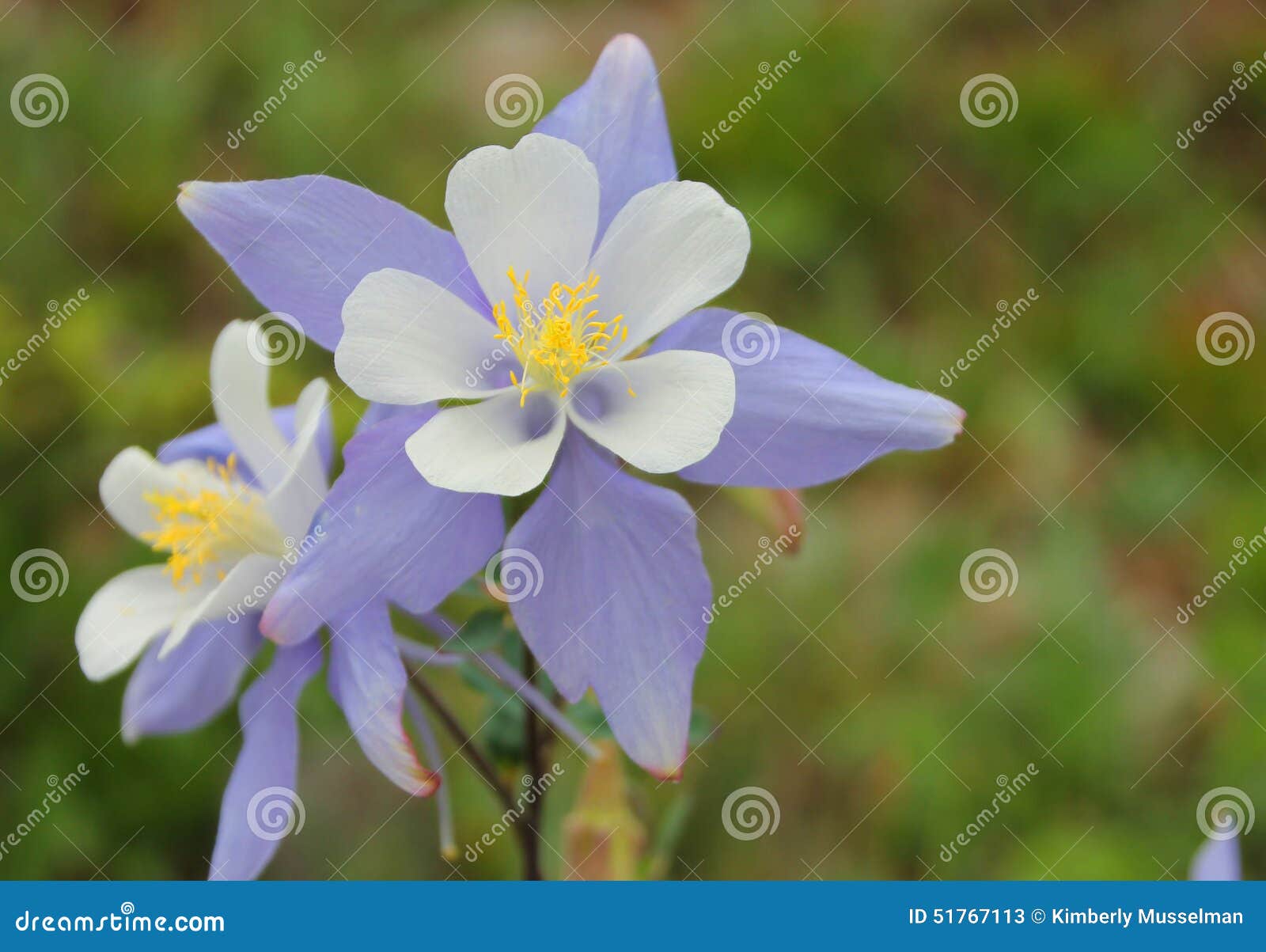 Columbine Flower Royalty-Free Stock Image | CartoonDealer.com #42378118