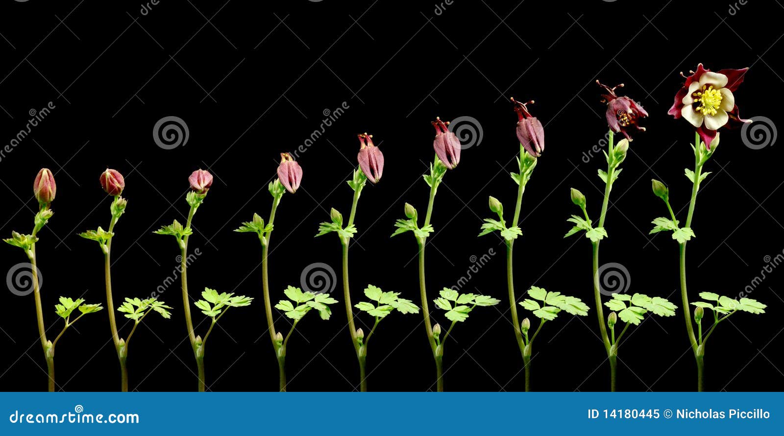 A Timelapse Series Capturing The Release Of Neurotransmitter Molecules ...