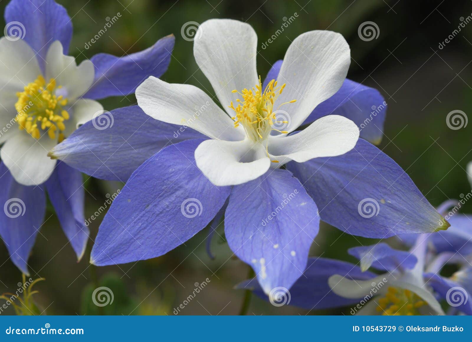 Columbine Lilies in Colorado Rocky Mountains Stock Image - Image of ...