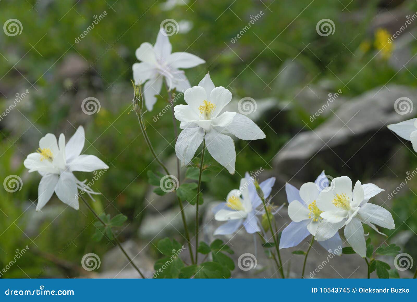 Columbine Lilies in Colorado Rocky Mountains Stock Image - Image of ...