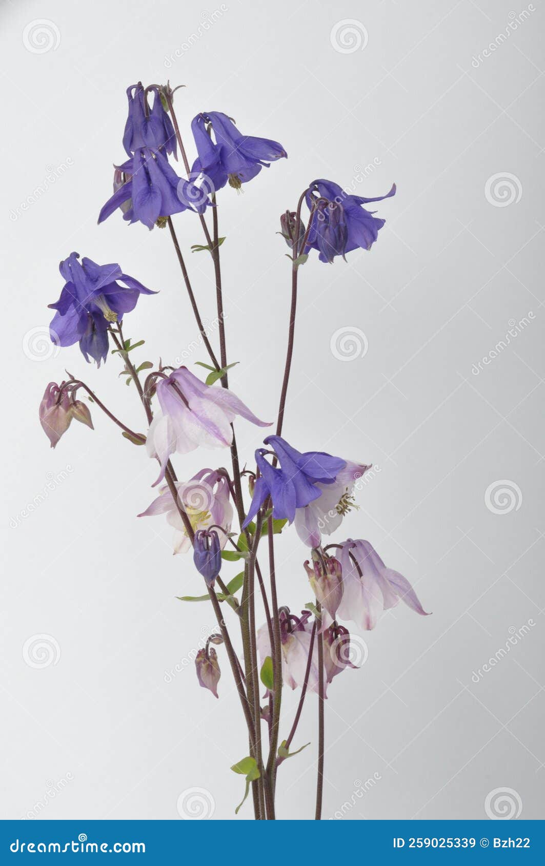 Columbines on a White Background Stock Image - Image of shot, studio ...