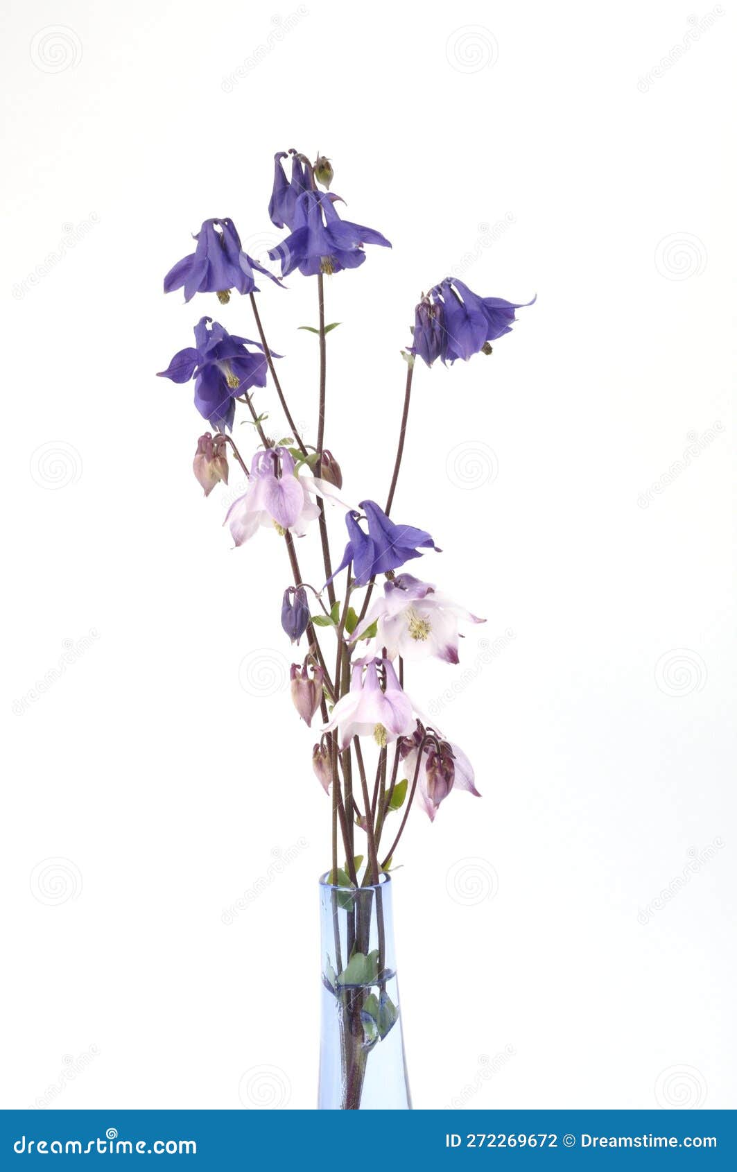 Columbines on a White Background Stock Photo - Image of isolated ...