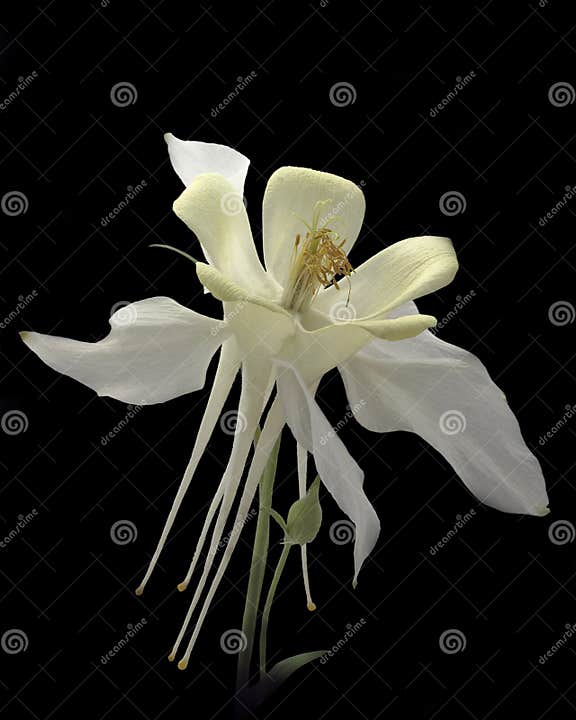 Columine stock photo. Image of nature, flower, bloom, colorful - 5896670