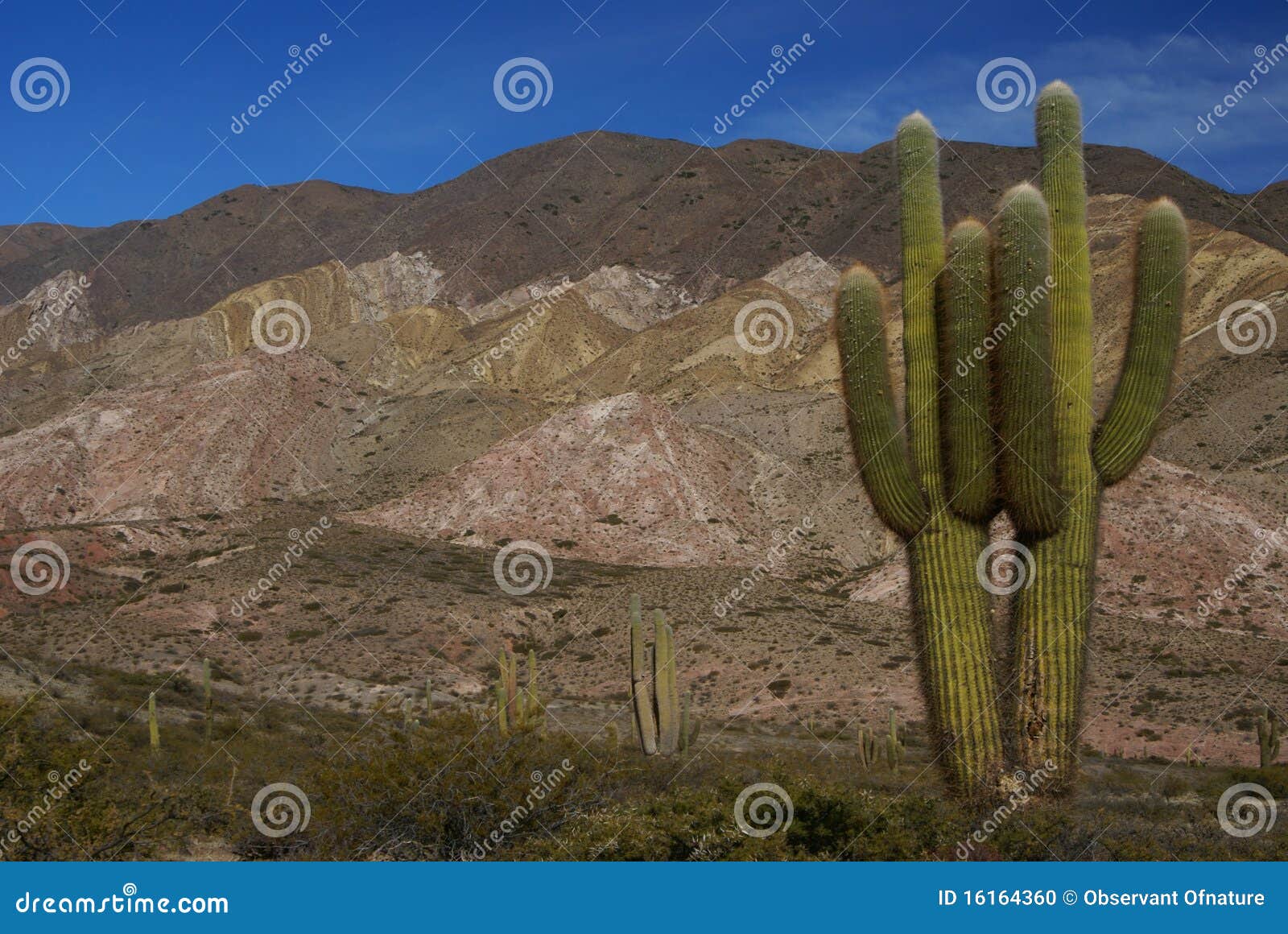 Column Cacti in High Mountain Area Stock Photo - Image of mountain ...