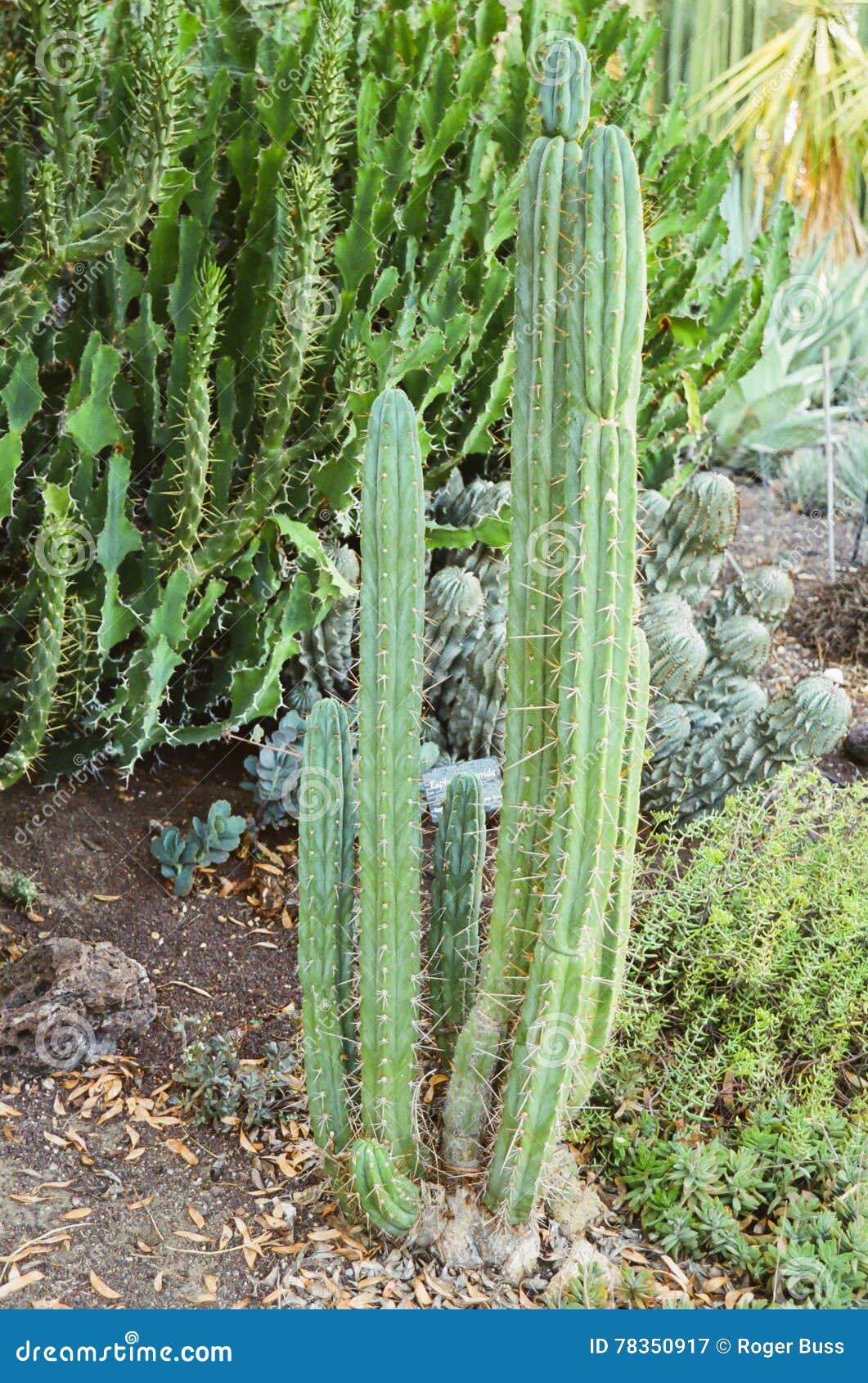 Column Cactus with Needles stock image. Image of succulent - 78350917
