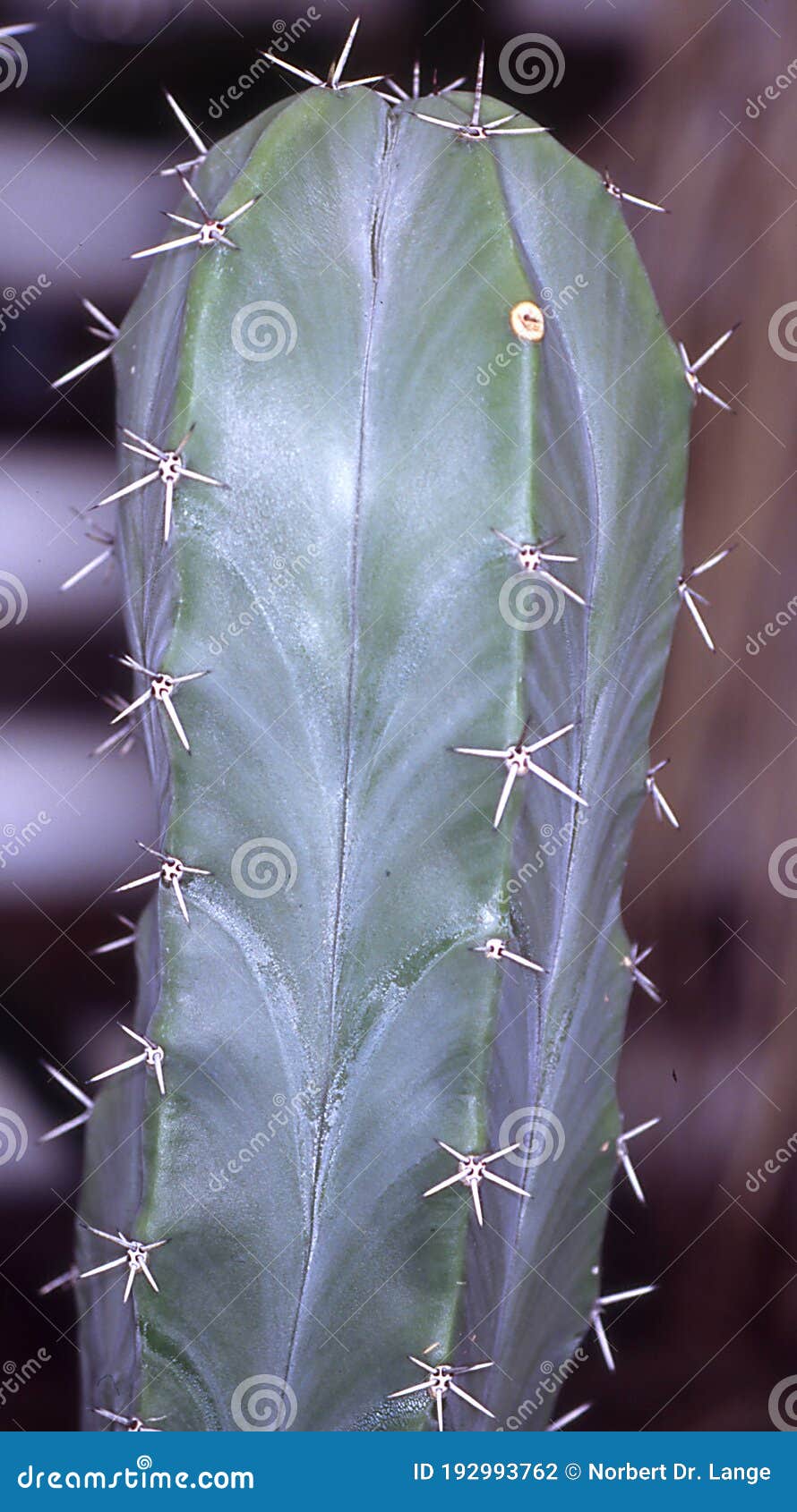 Column cactus with spines stock photo. Image of columnar - 192993762
