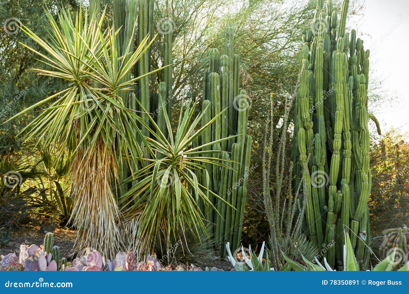 Column Cactus and Yucca Plants Stock Image - Image of plants, sunshine ...