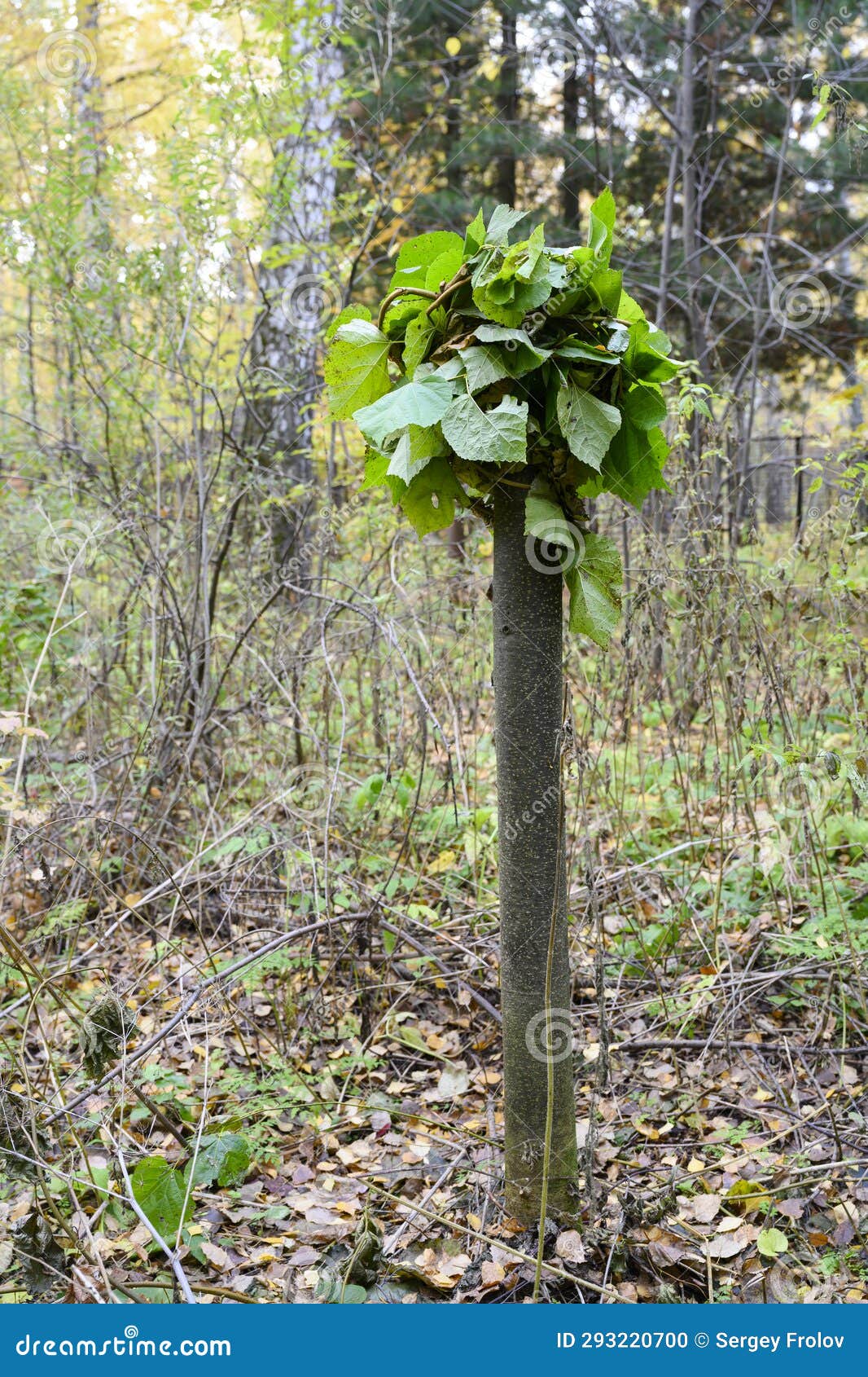 Grafted Tree Royalty-Free Stock Image | CartoonDealer.com #82906630