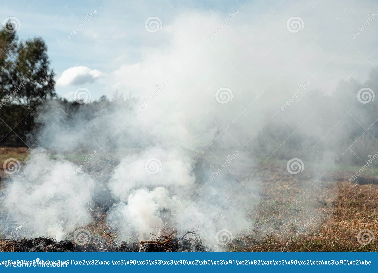 A Column of Smoke in the Field, Fires, Fire in Nature, the Destruction ...