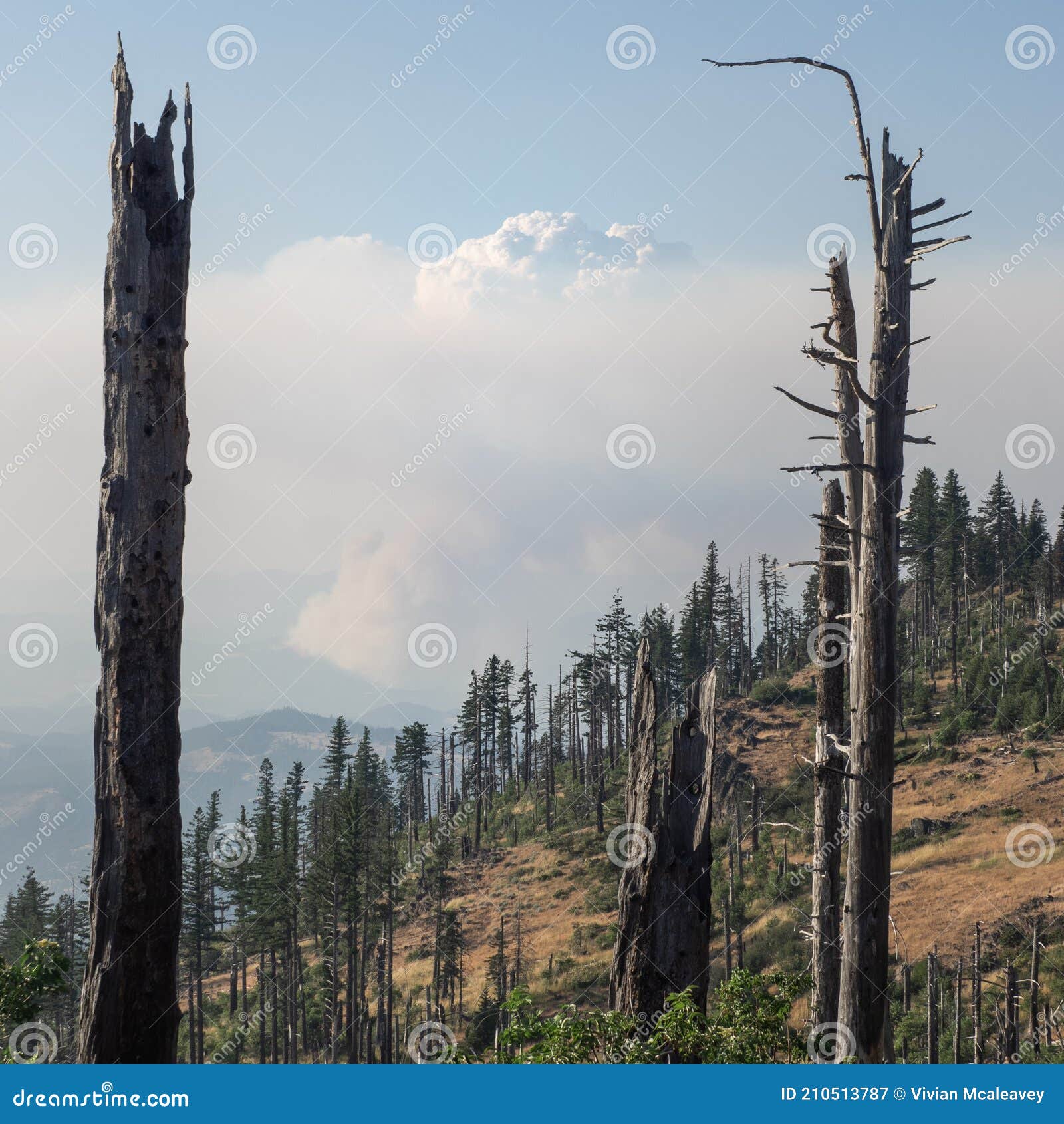 Column of Smoke from a Wildfire Stock Image - Image of mountain, oregon ...