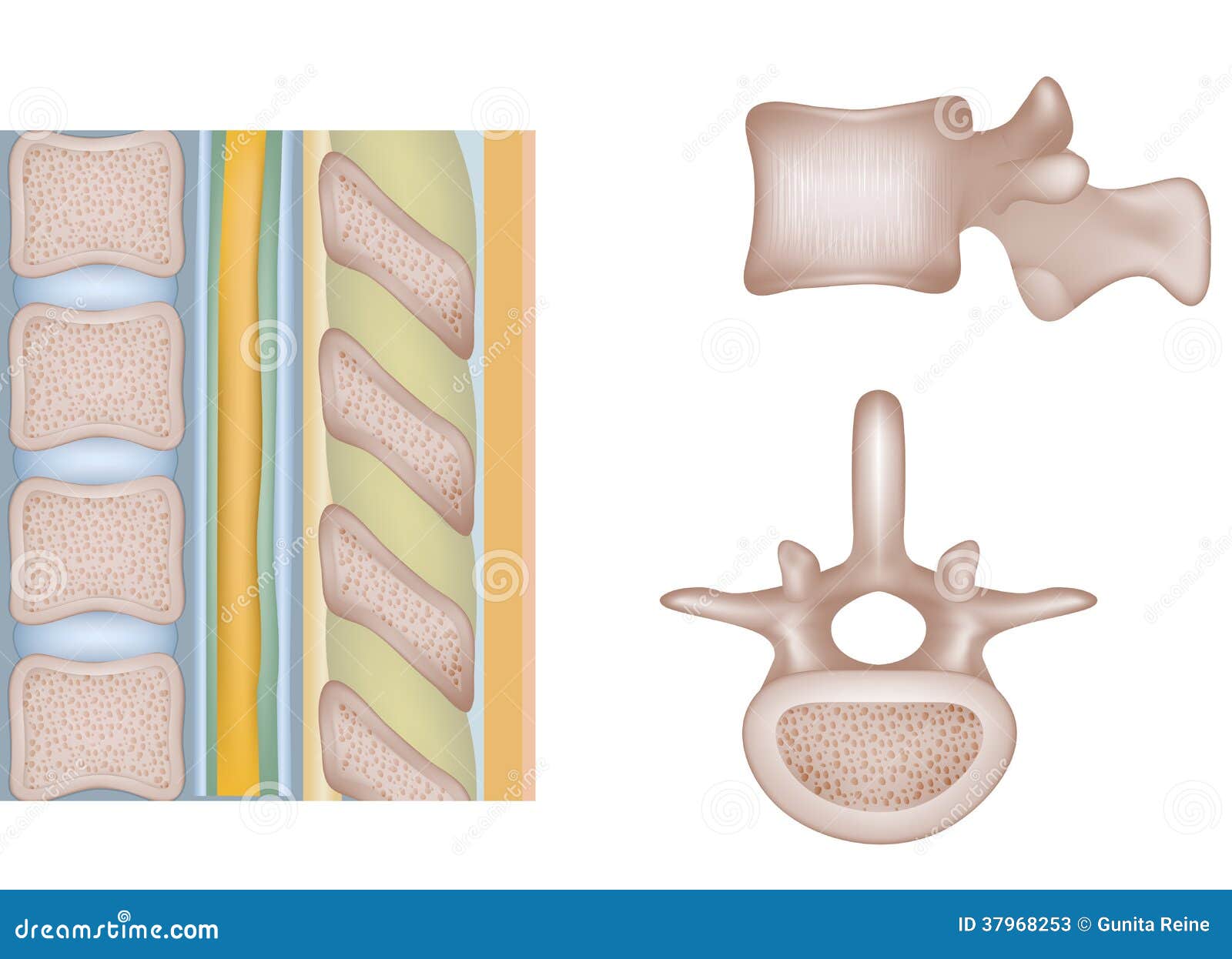 Columna vertebral humana ilustración del vector. Ilustración de salud ...