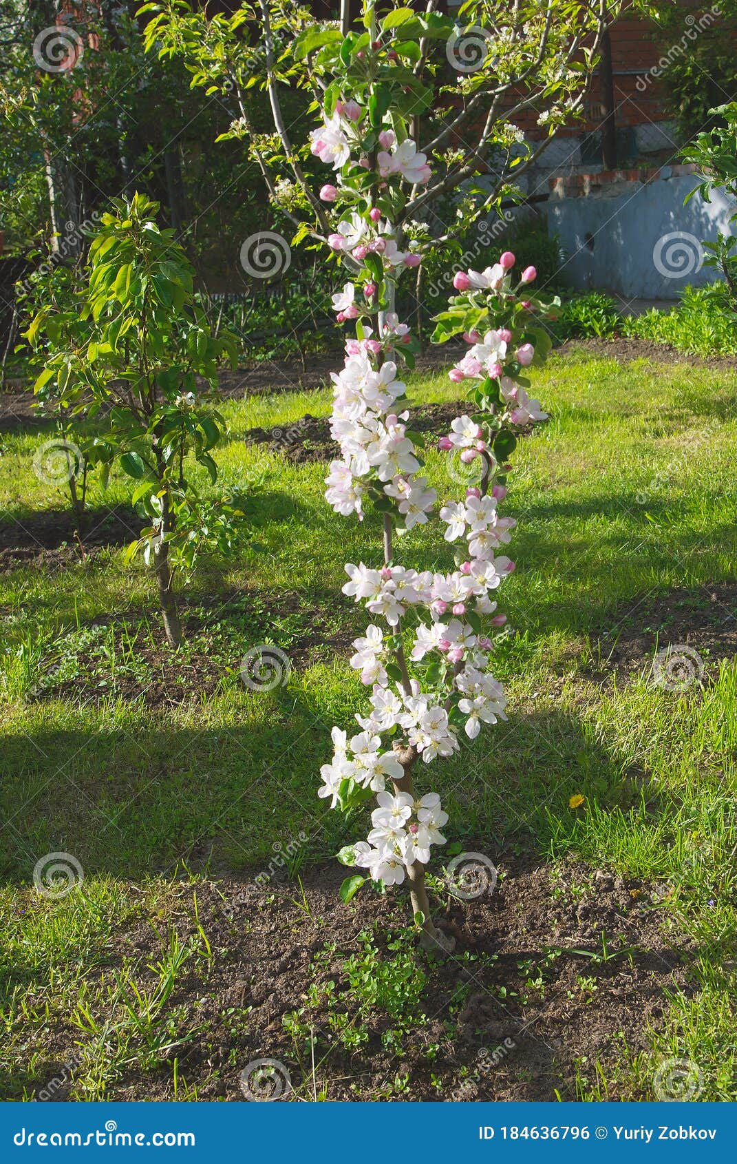 Flowering of the Columnar Apple Tree Stock Photo - Image of plants ...