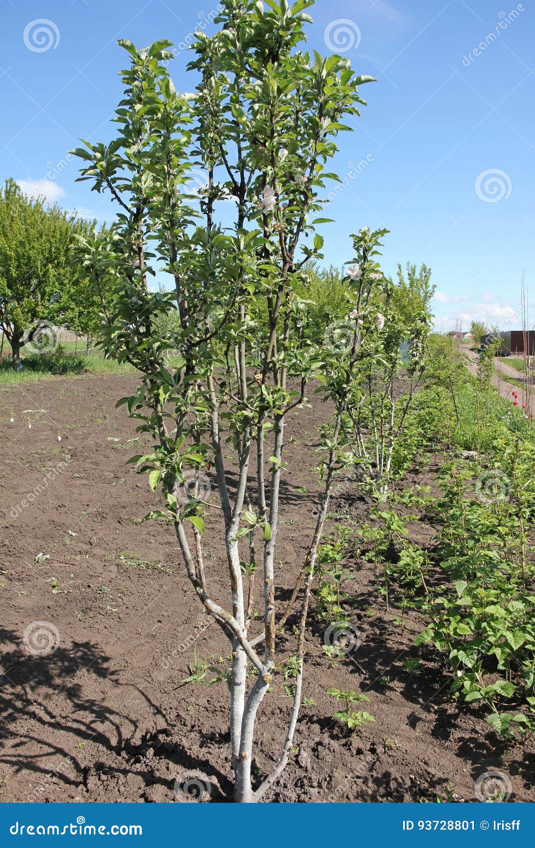 The columnar Apple tree stock image. Image of trees, horticulture ...