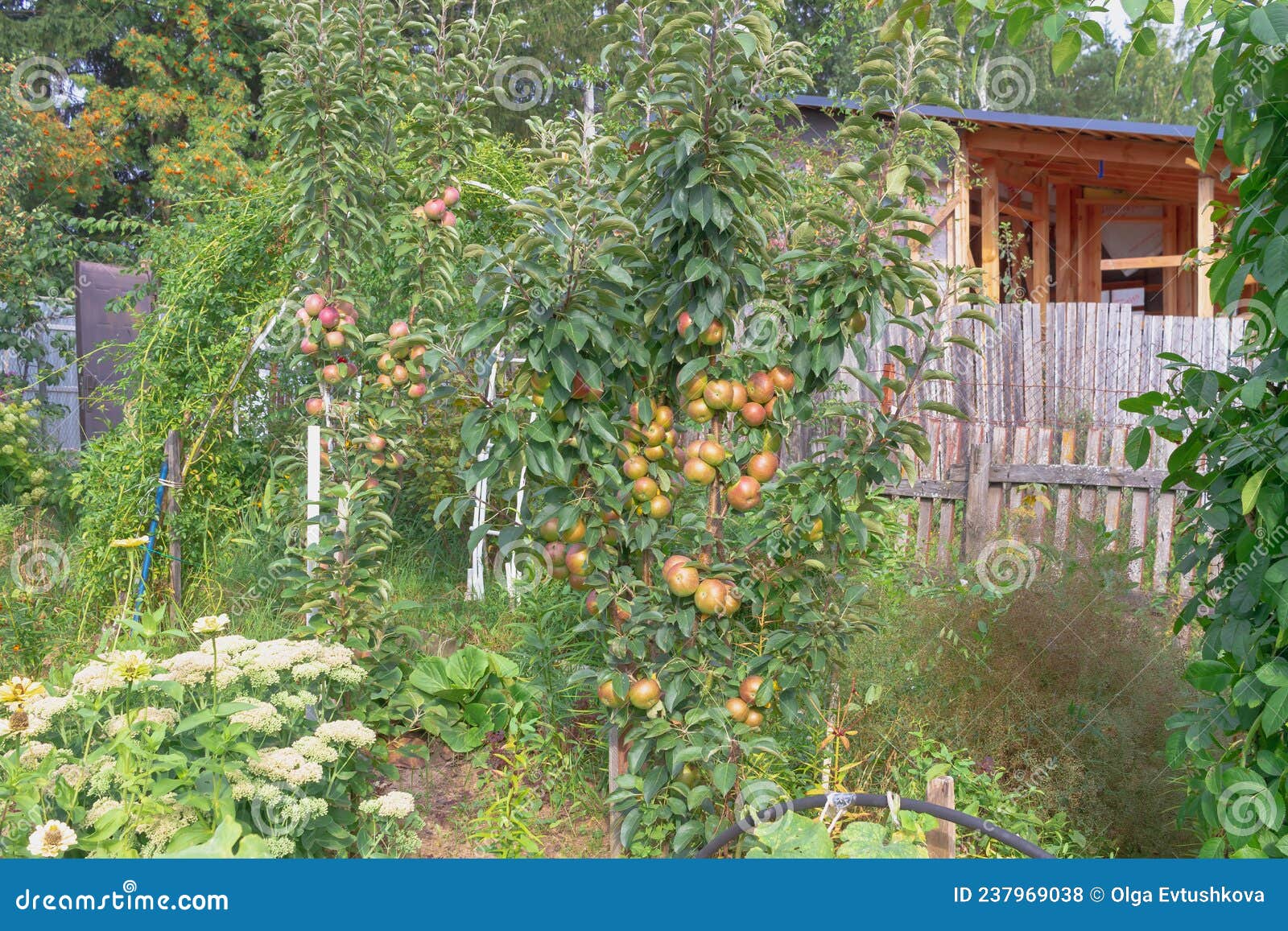 Columnar Apple Trees with Apples in the Country Stock Photo - Image of ...