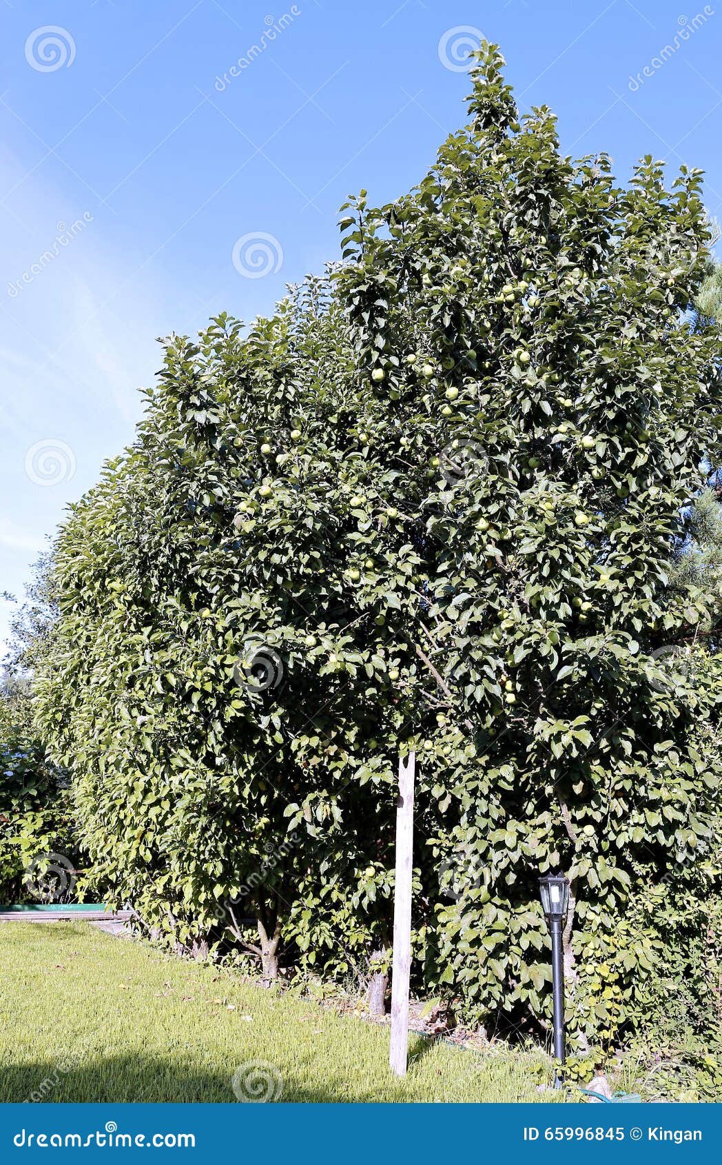Columnar apple trees stock image. Image of leaf, apples - 65996845