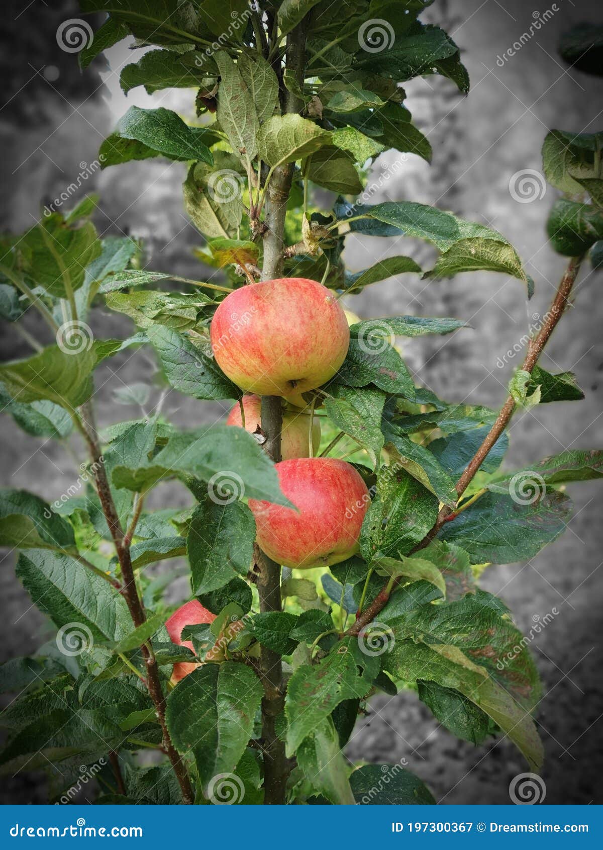 Columnar apple trees. stock image. Image of beauty, apple - 197300367