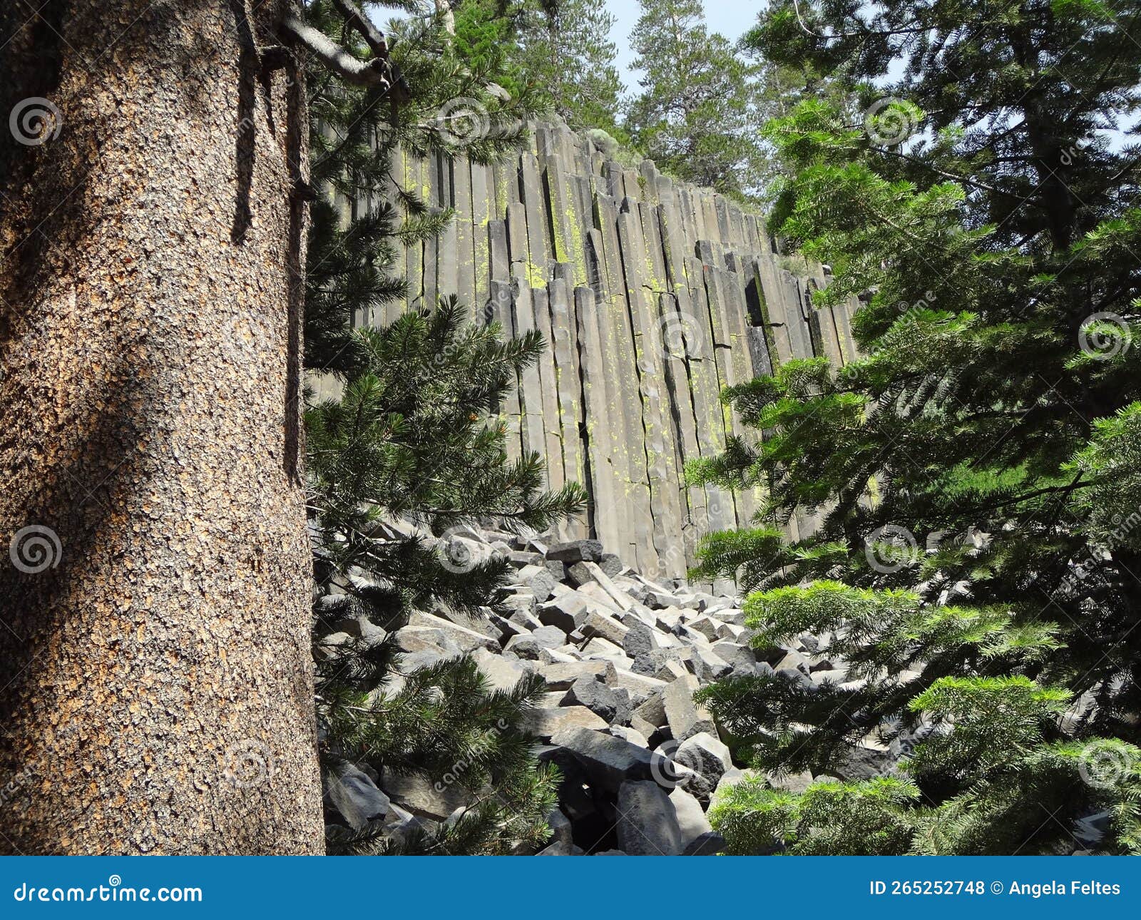 Columnar Basalt by Tree at Devil S Postpone National Monument Stock ...