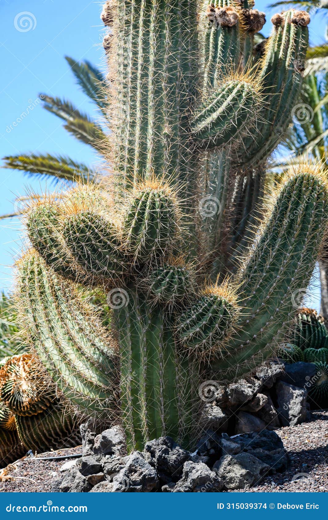 Columnar Cacti Close-up Columnar Cacti in a Garden Close-up Stock Photo ...