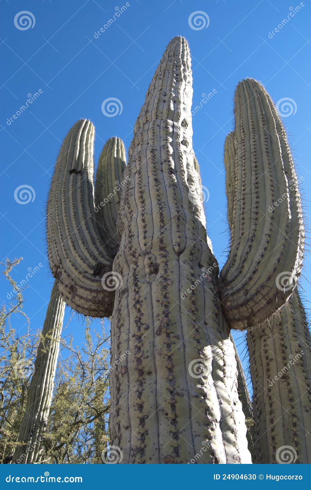 Columnar cactus stock photo. Image of vegetation, desert - 24904630