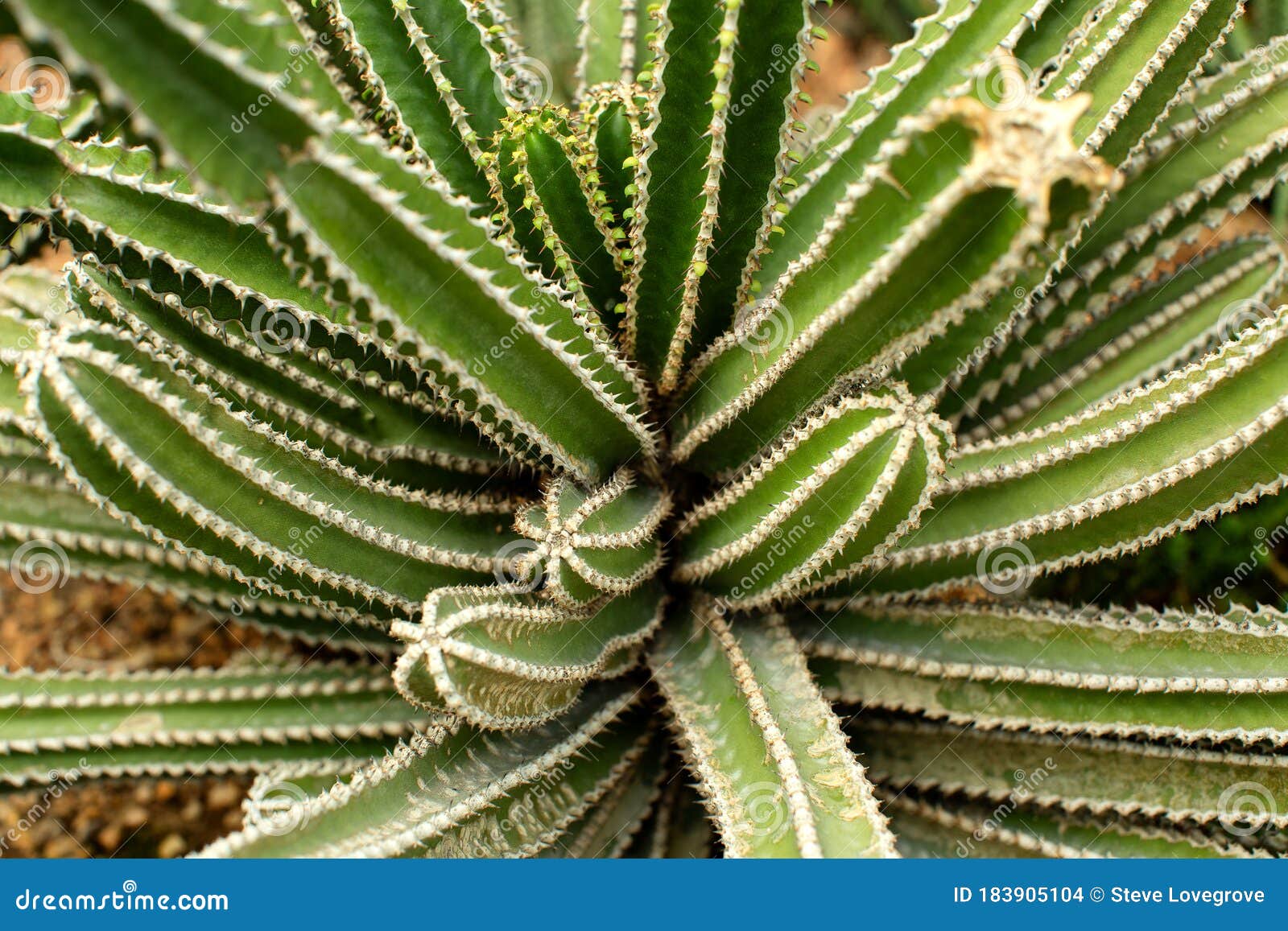 Columnar Growing Cactus Plant Stock Photo - Image of south, sharp ...