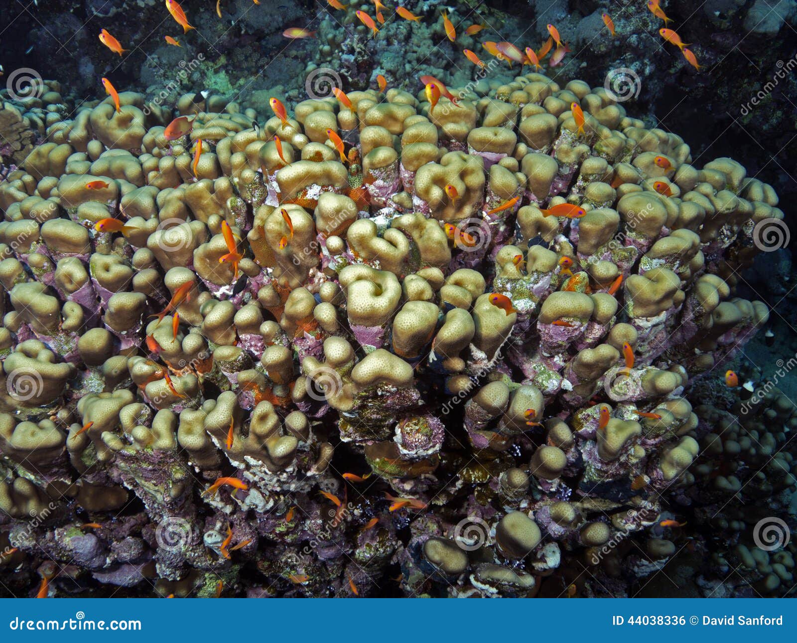 Columnaris de Porites foto de stock. Imagem de vermelho - 44038336