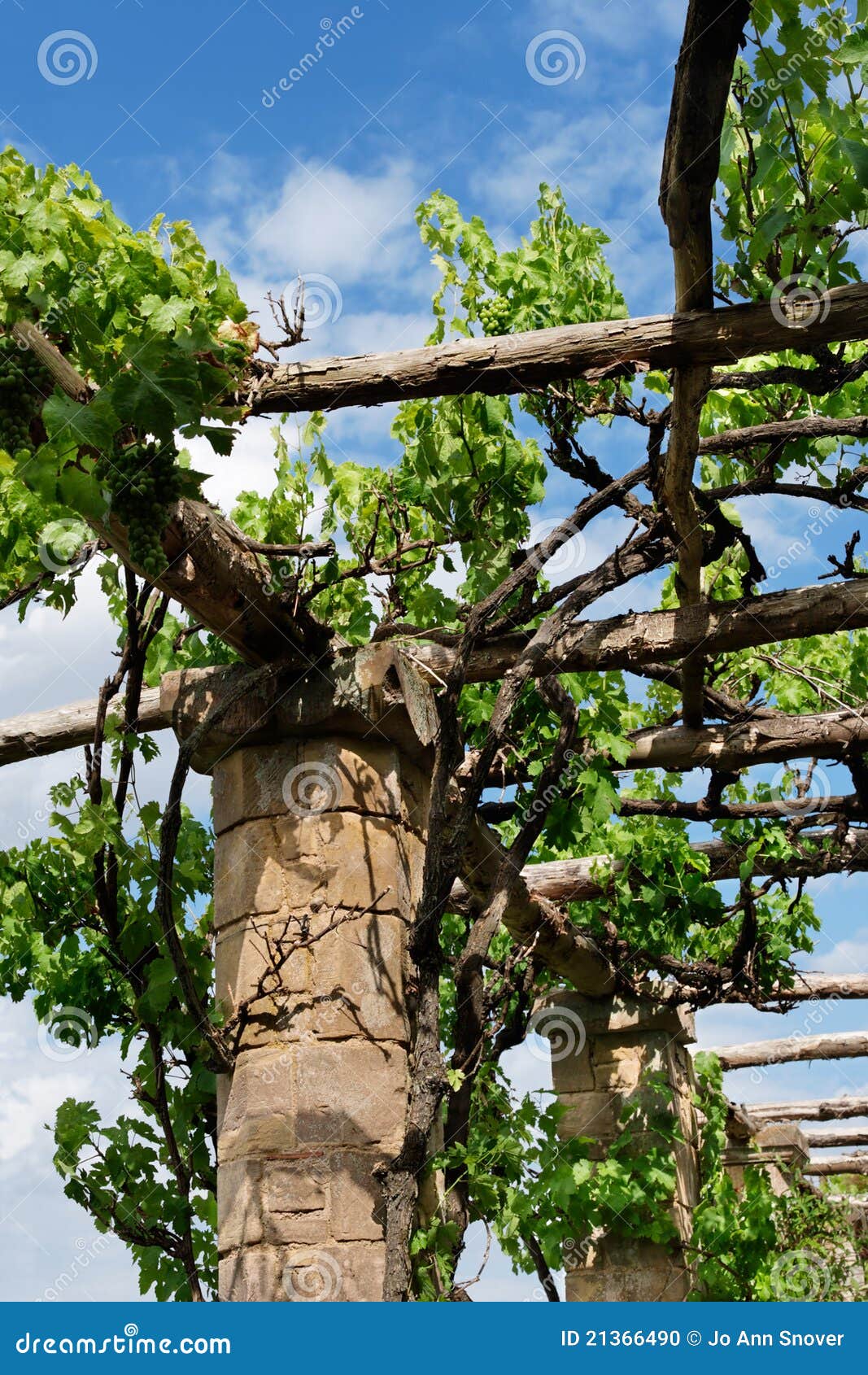 Columns & grape vines stock photo. Image of italianate - 21366490