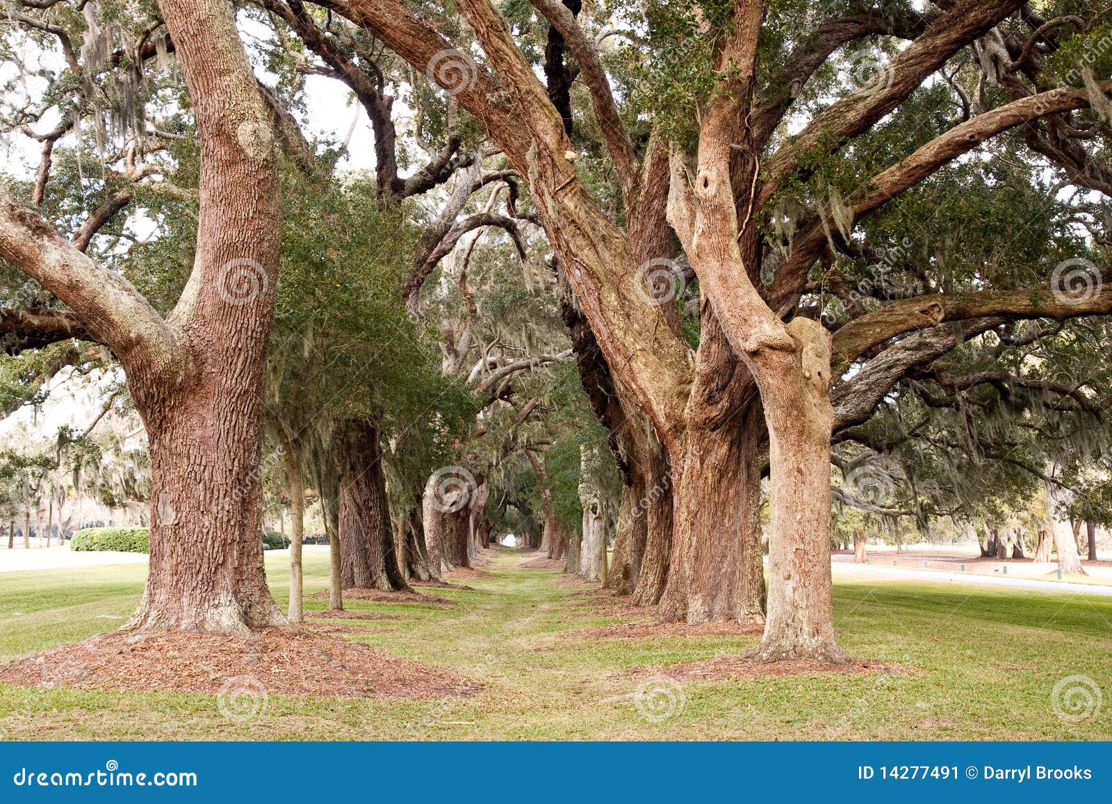 Columns of Old Oak Trees stock image. Image of majestic - 14277491