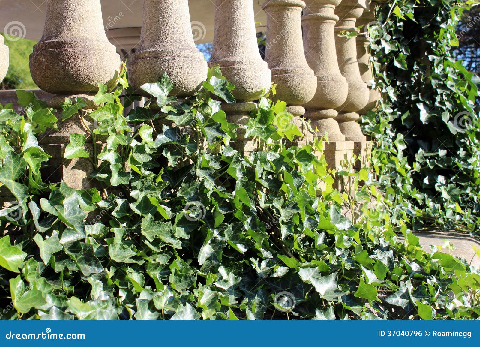 Columns and vines stock photo. Image of historic, gardens - 37040796